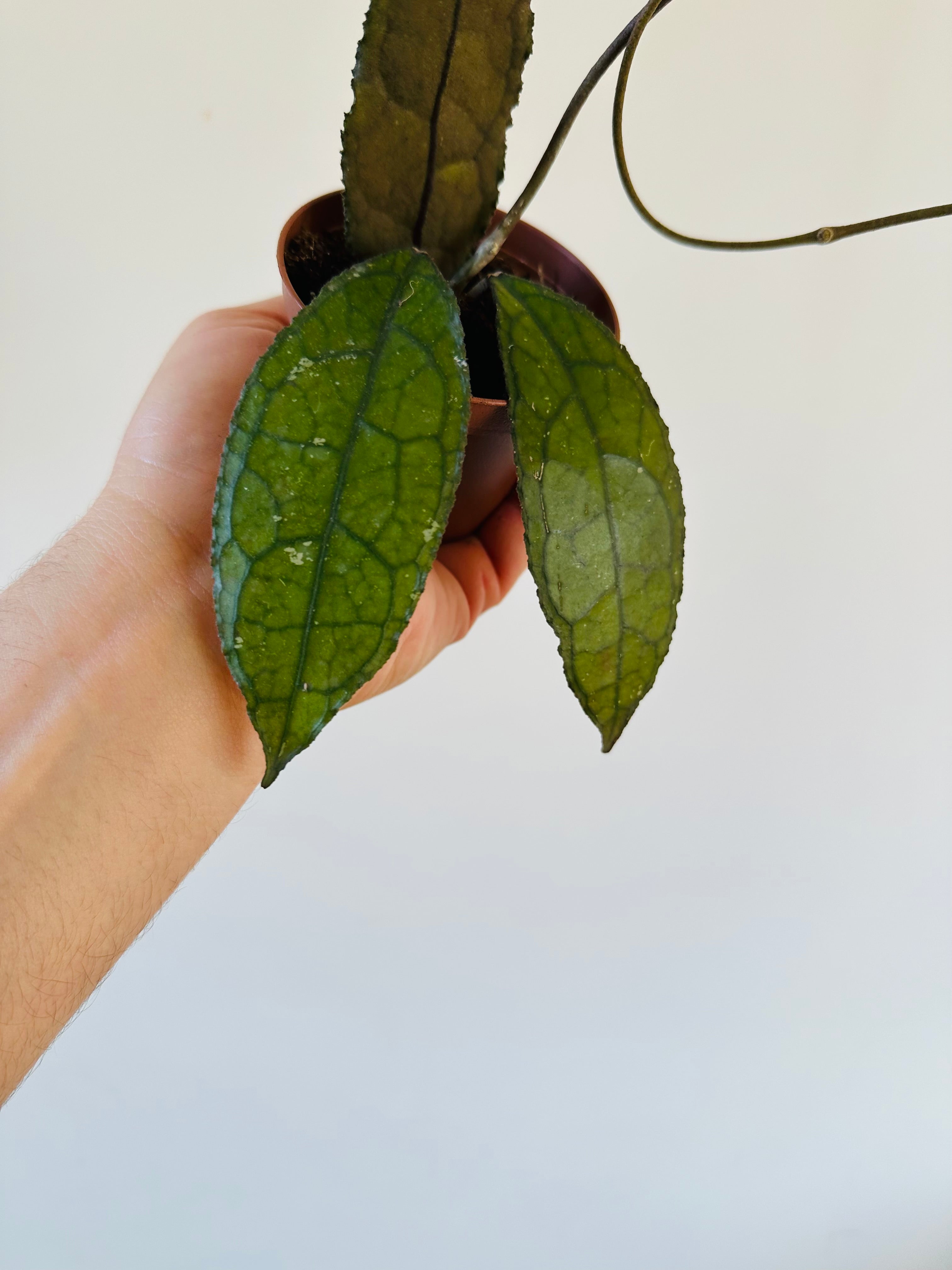 Hoya Cleminsiorum Dark Leaf - 3” Pot – Brumley & Bloom