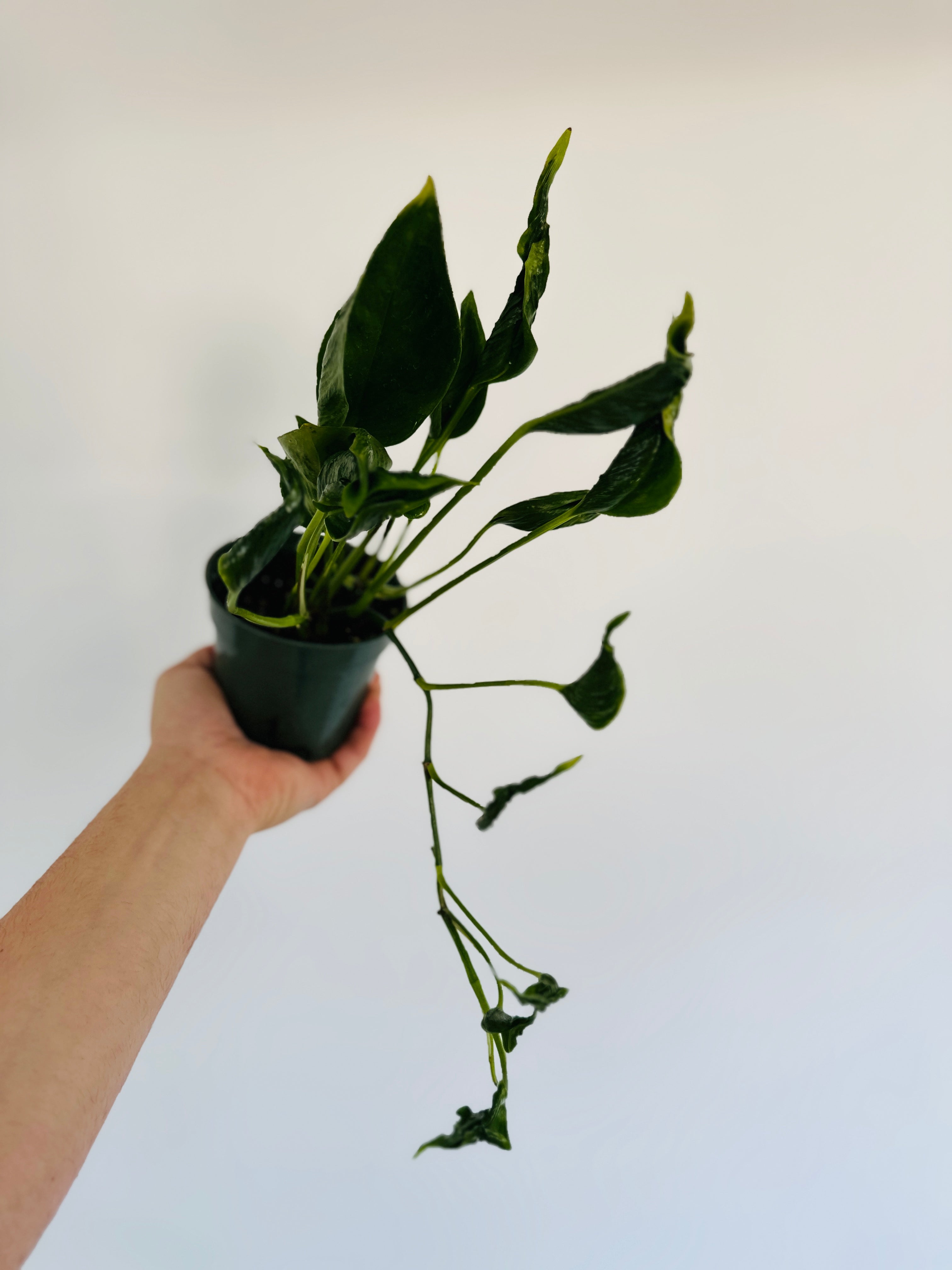 Pothos Shangri La - Teruno Pothos - Japanese Pothos Collection - 4" Po ...