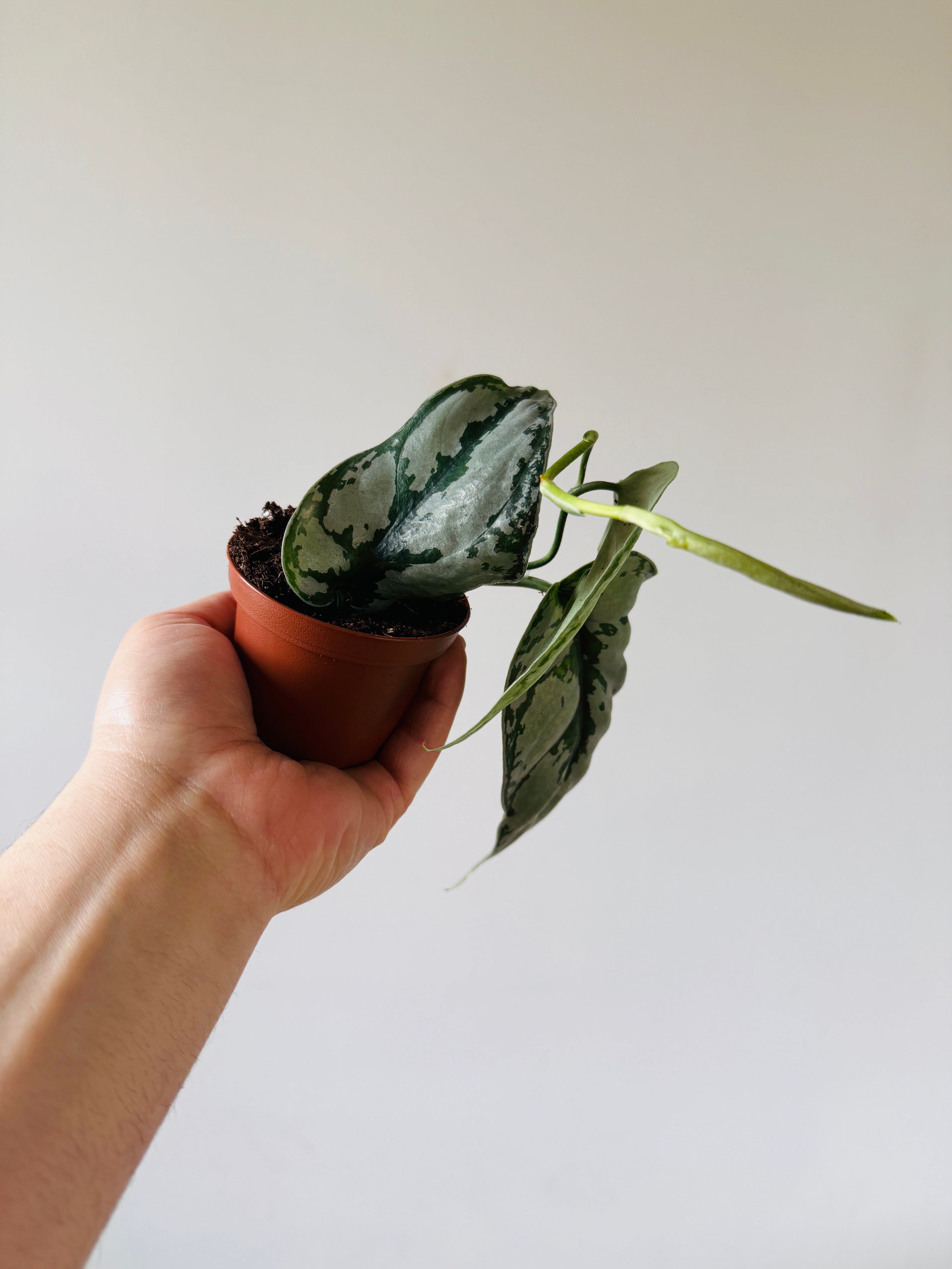 Scindapsus sp. Silver Sierra - Rare Aroid - 3” Pot – Brumley & Bloom