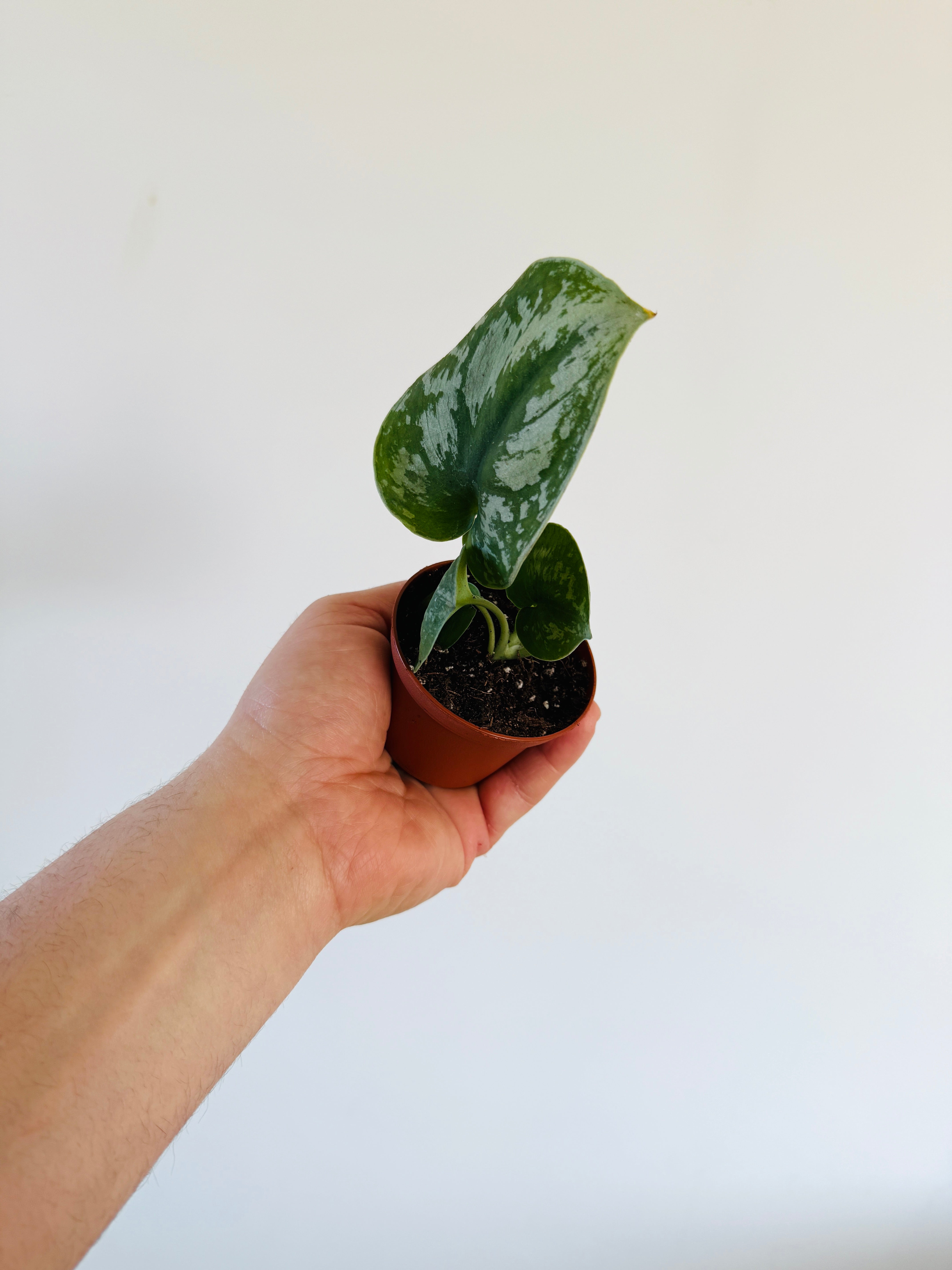 Scindapsus Silver Knight - Rare Aroid - 2” Pot – Brumley & Bloom