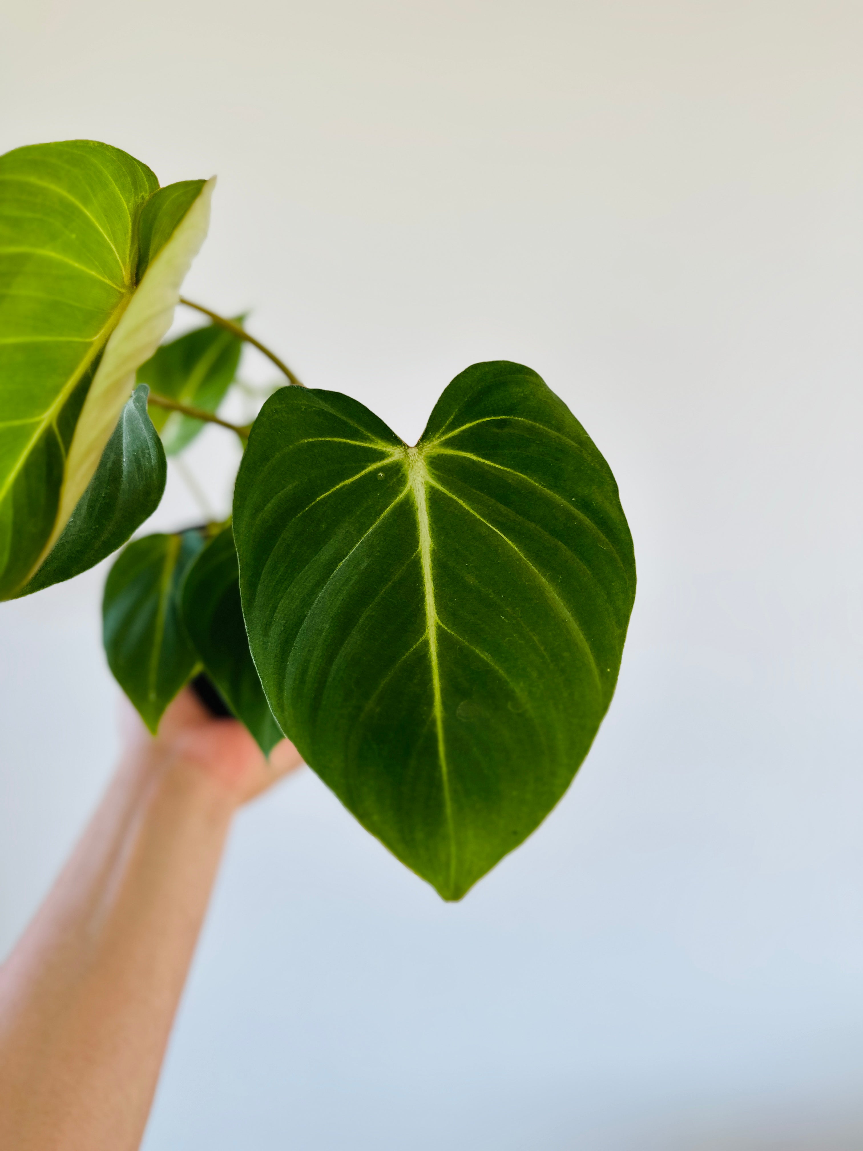 Philodendron Gloriosum - Rare Aroid - 4" Pot – Brumley & Bloom