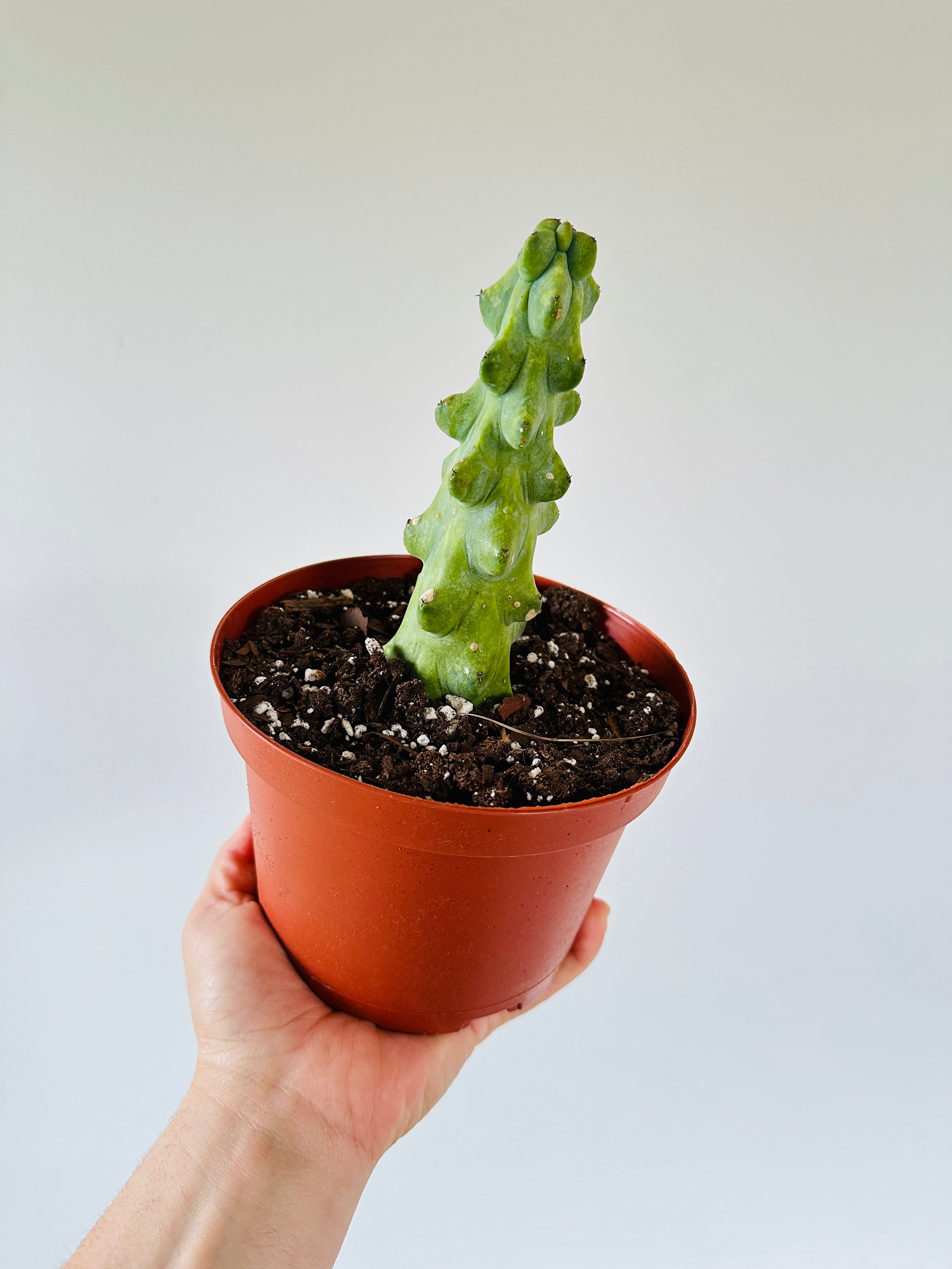 Boobie Cactus - Myrtillocactus Geometrizans Fukurokuryuzinboku - 6" Po ...