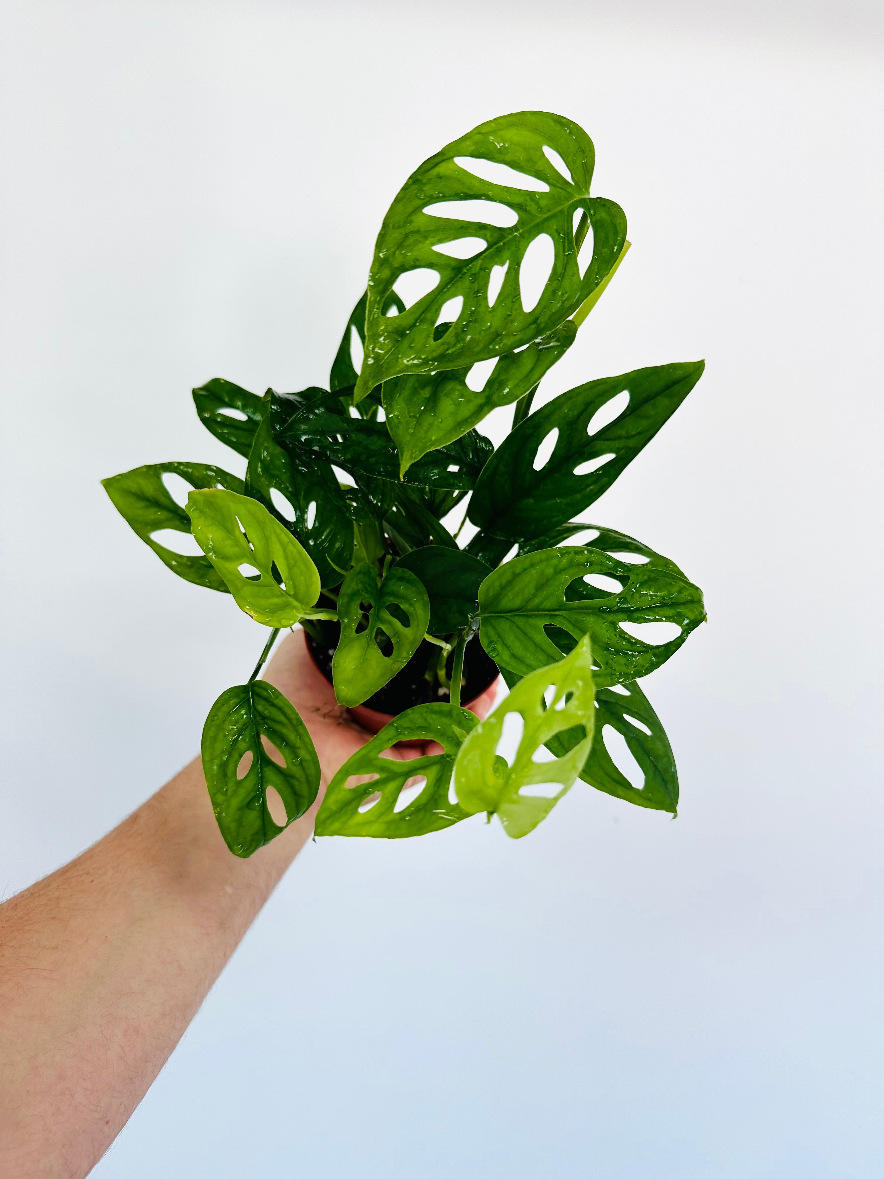 Monstera Adansonii sp. Laniata ‘Double Windows’ - Rare Aroid - 4” Pot ...