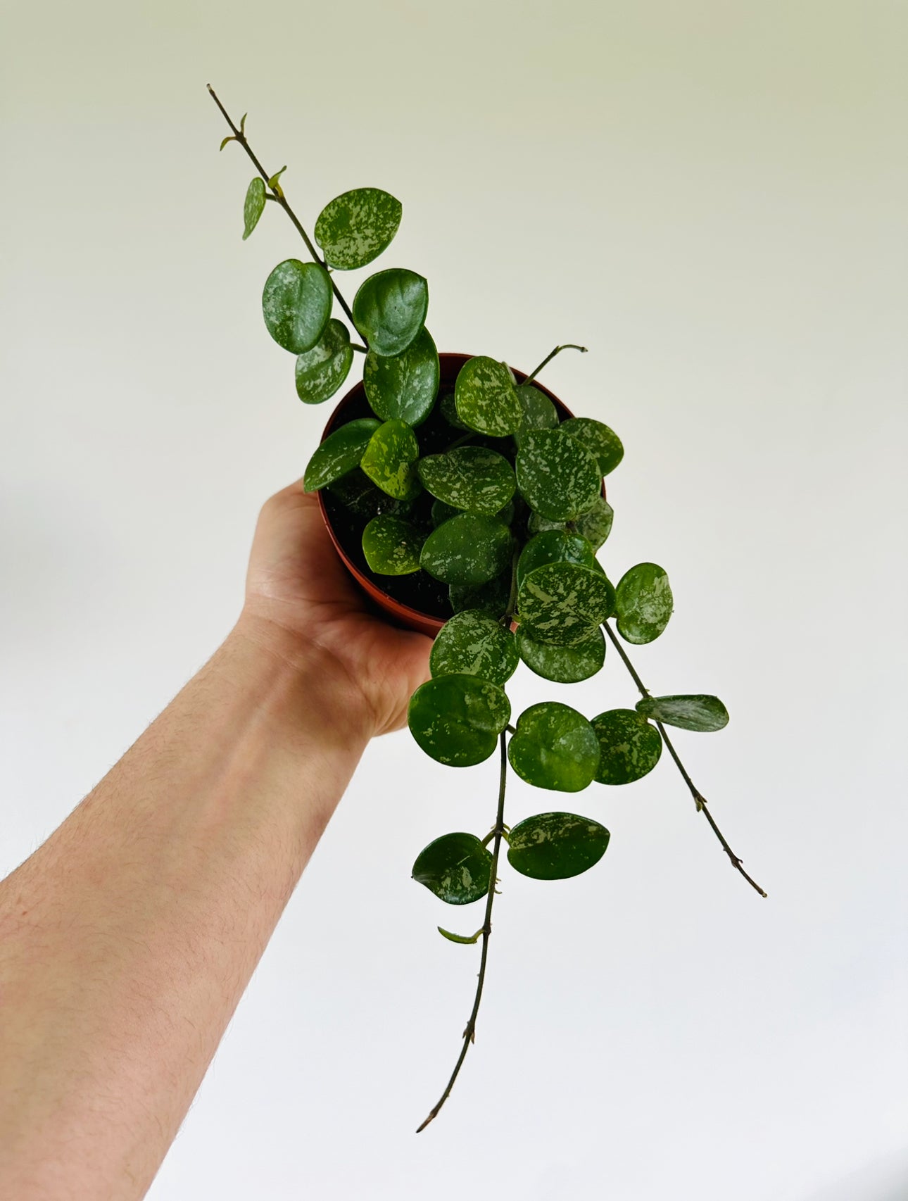 Hoya Mathilde 'Splash' - Vining - 4" Pot – Brumley & Bloom