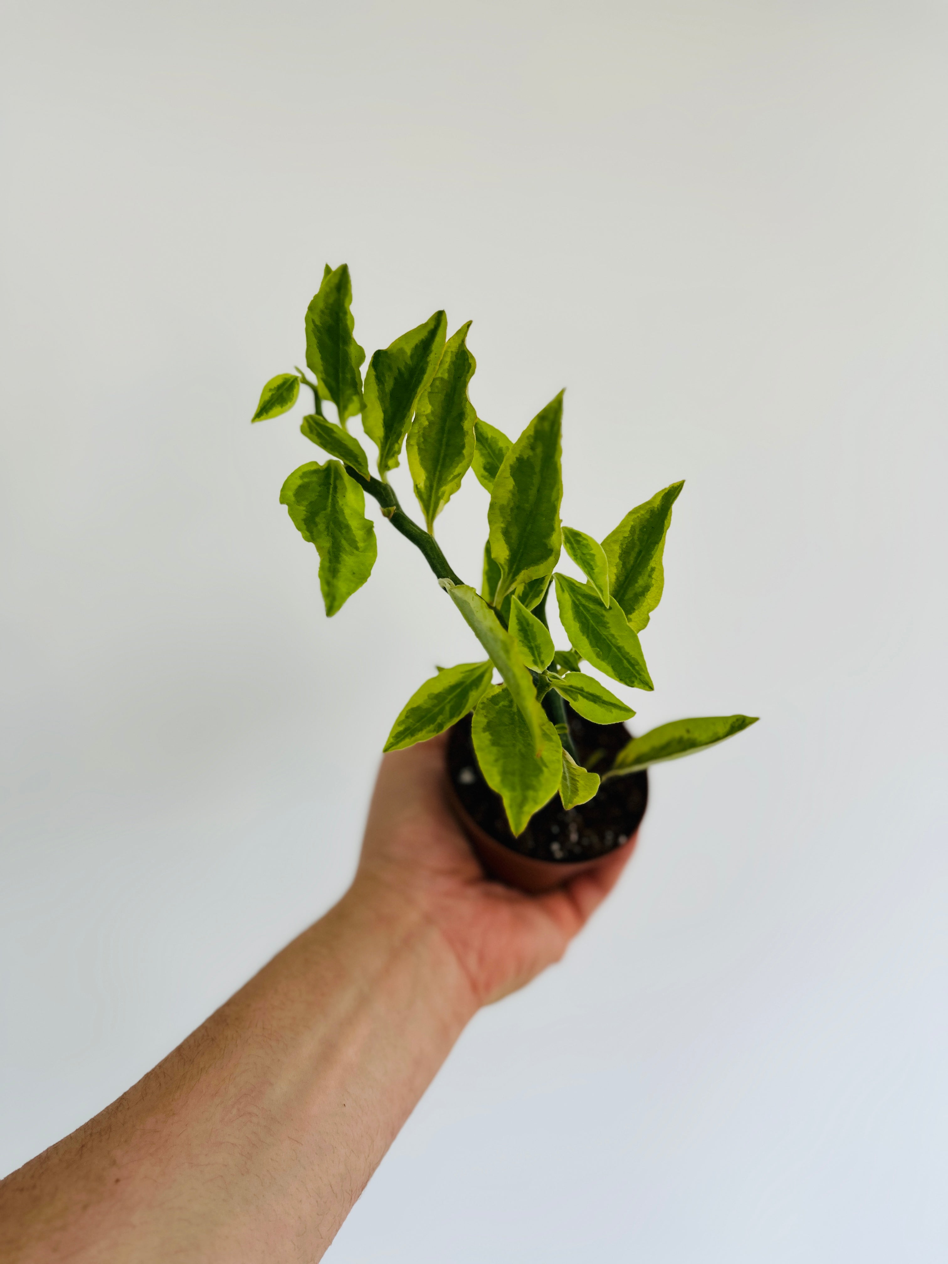 Euphorbia Pedilanthus 'Variegated' - Devil's Backbone - 3" Pot ...