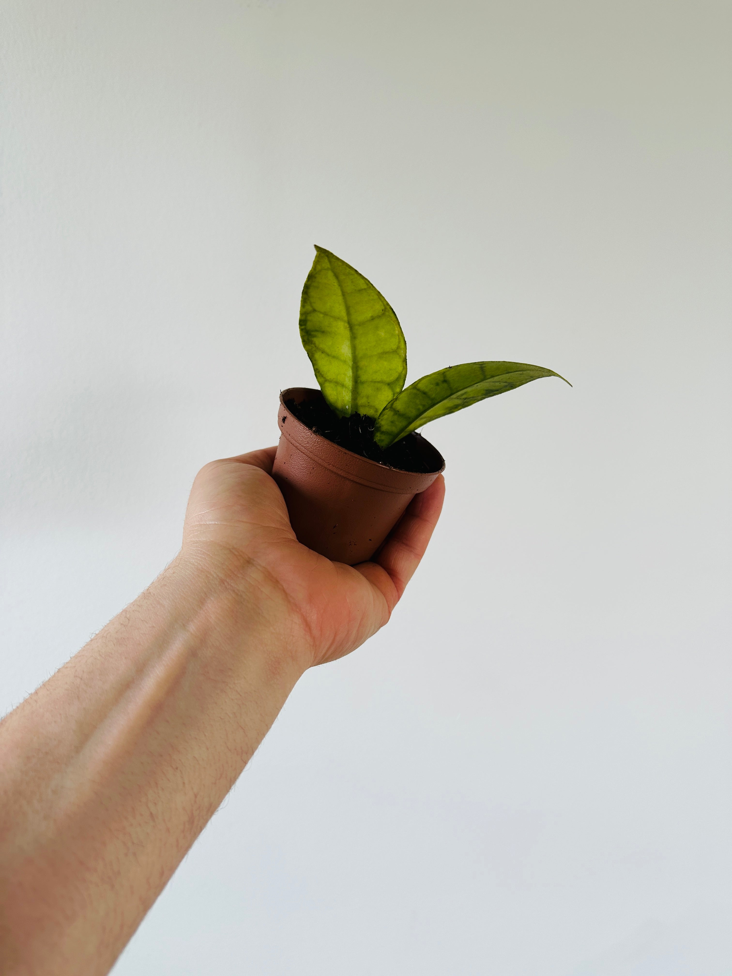 Hoya Callistophylla 'Black Cat' - Buntok Forest Hoya - 3” Pot – Brumley ...