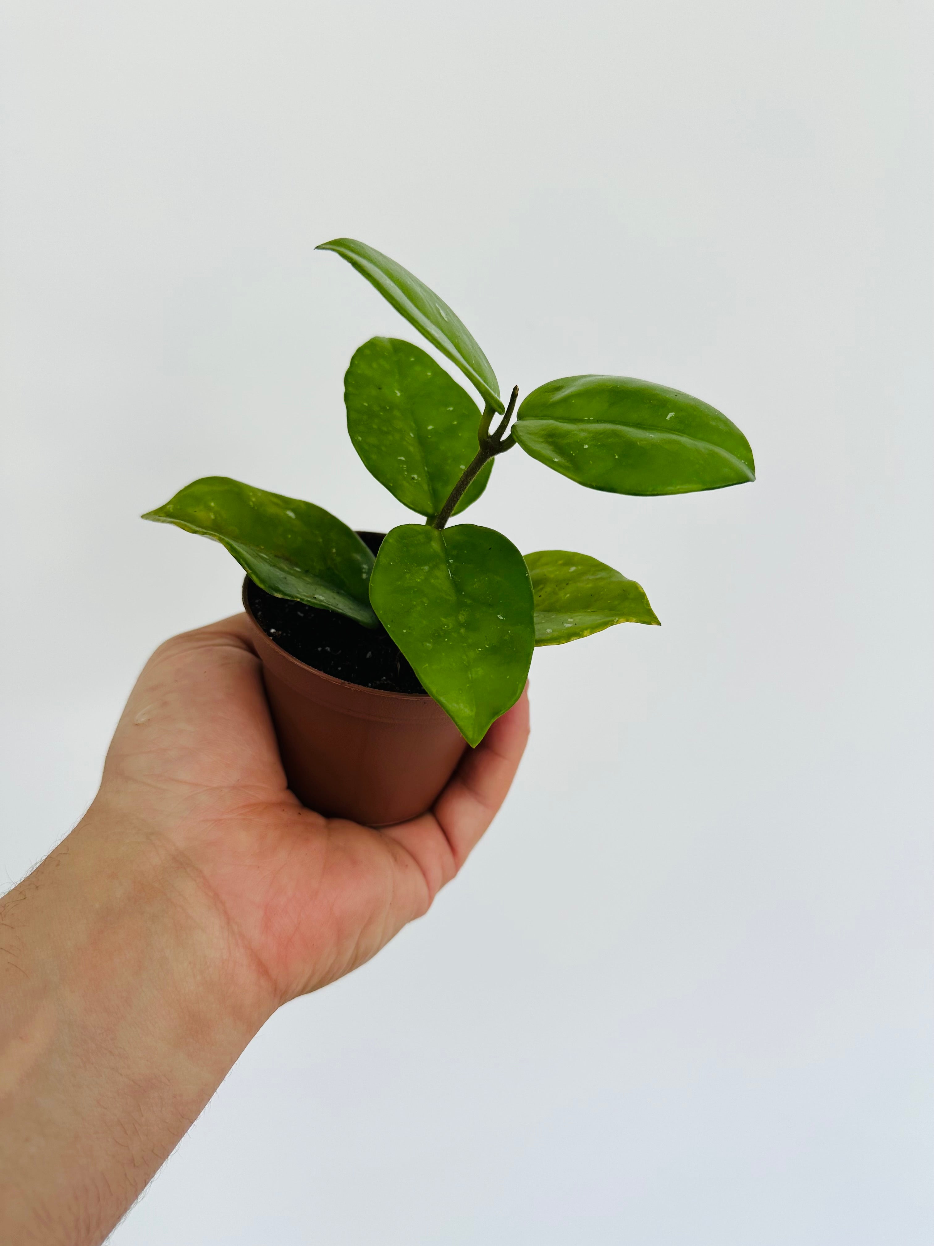 Hoya Carnosa Freckles Splash - 3" Pot – Brumley & Bloom