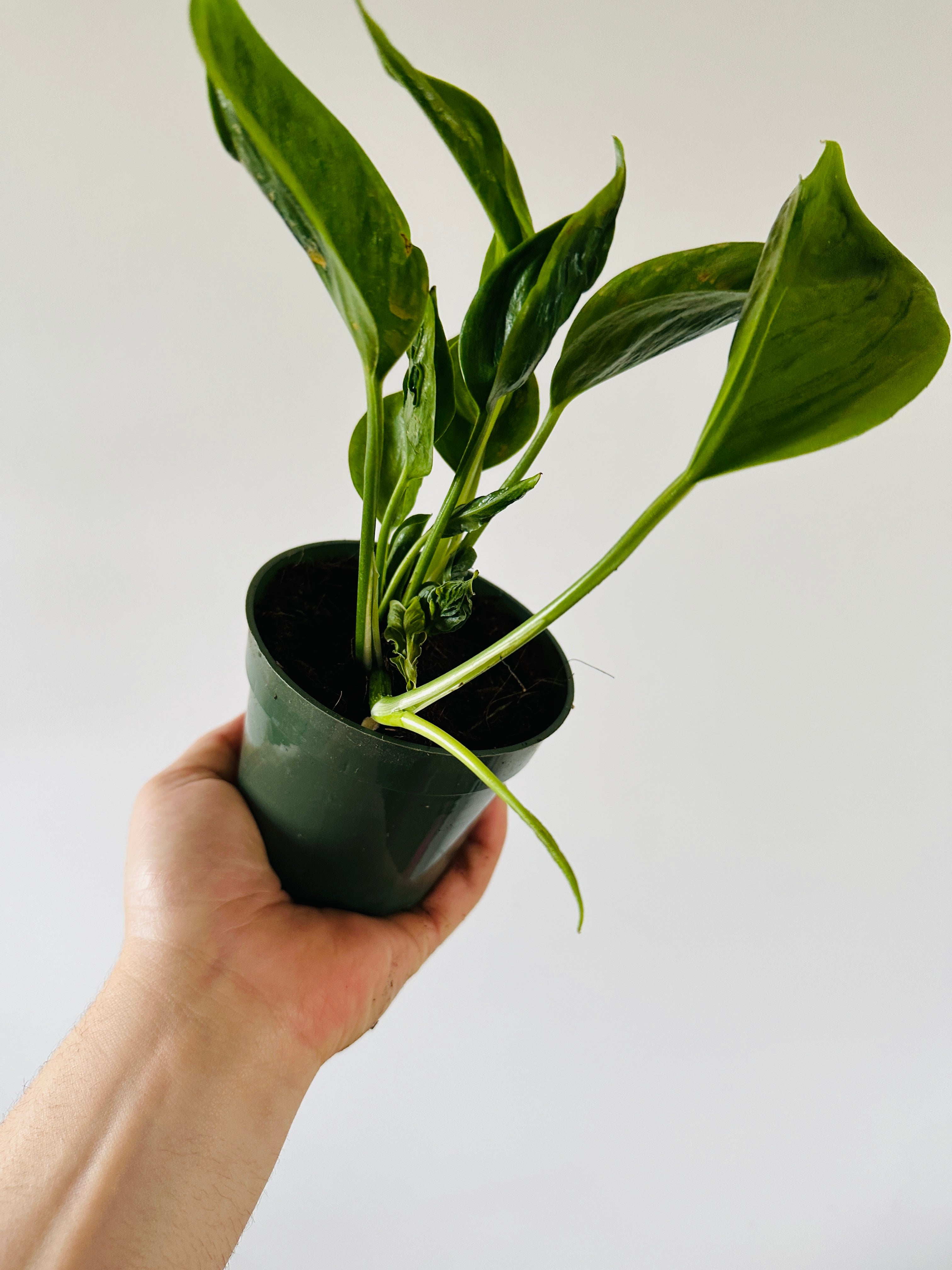 Pothos Shangri La - Teruno Pothos - Japanese Pothos Collection - 4" Po ...