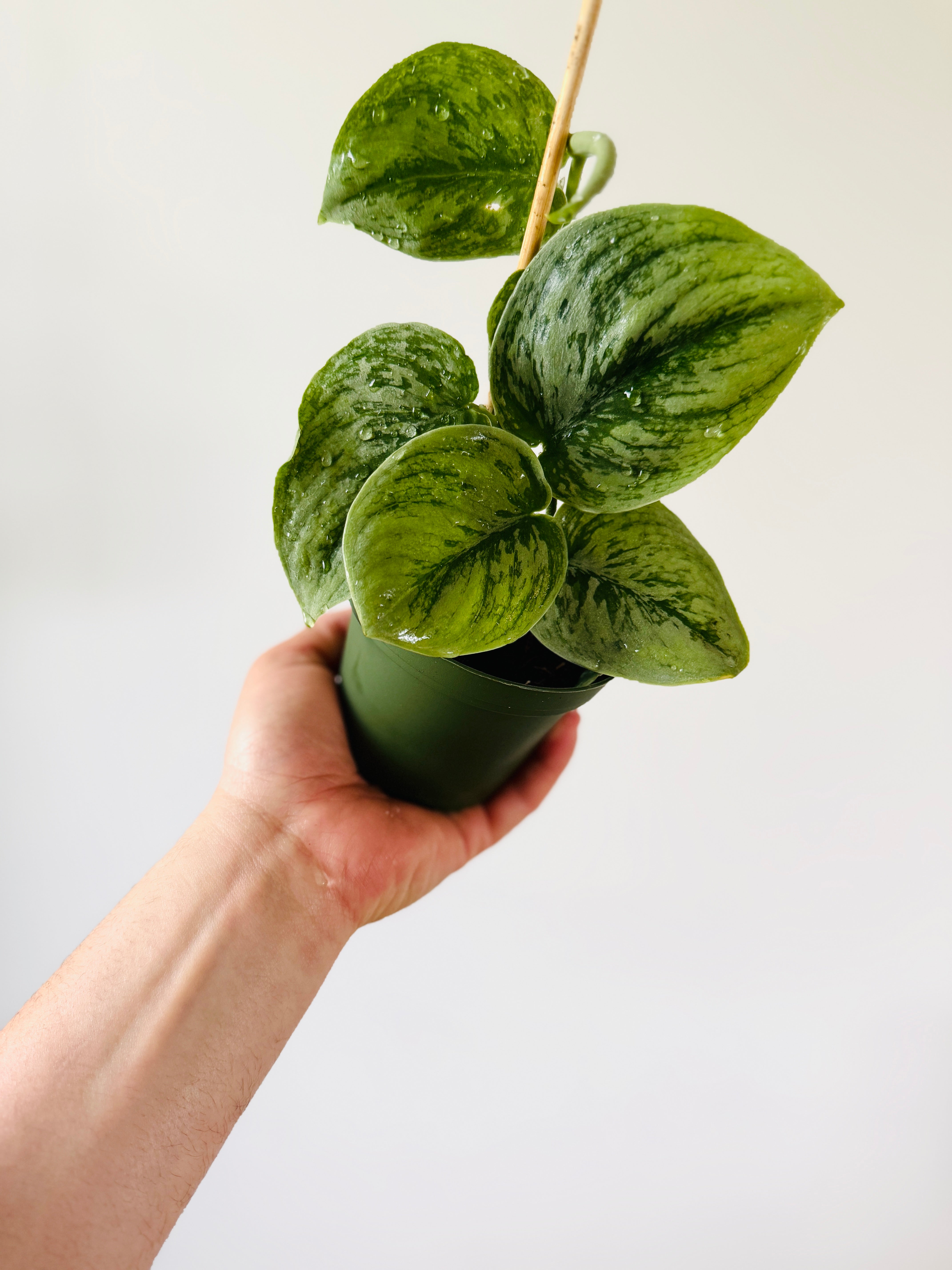 Scindapsus sp. Borneo - Rare Aroid - 4” Pot – Brumley & Bloom