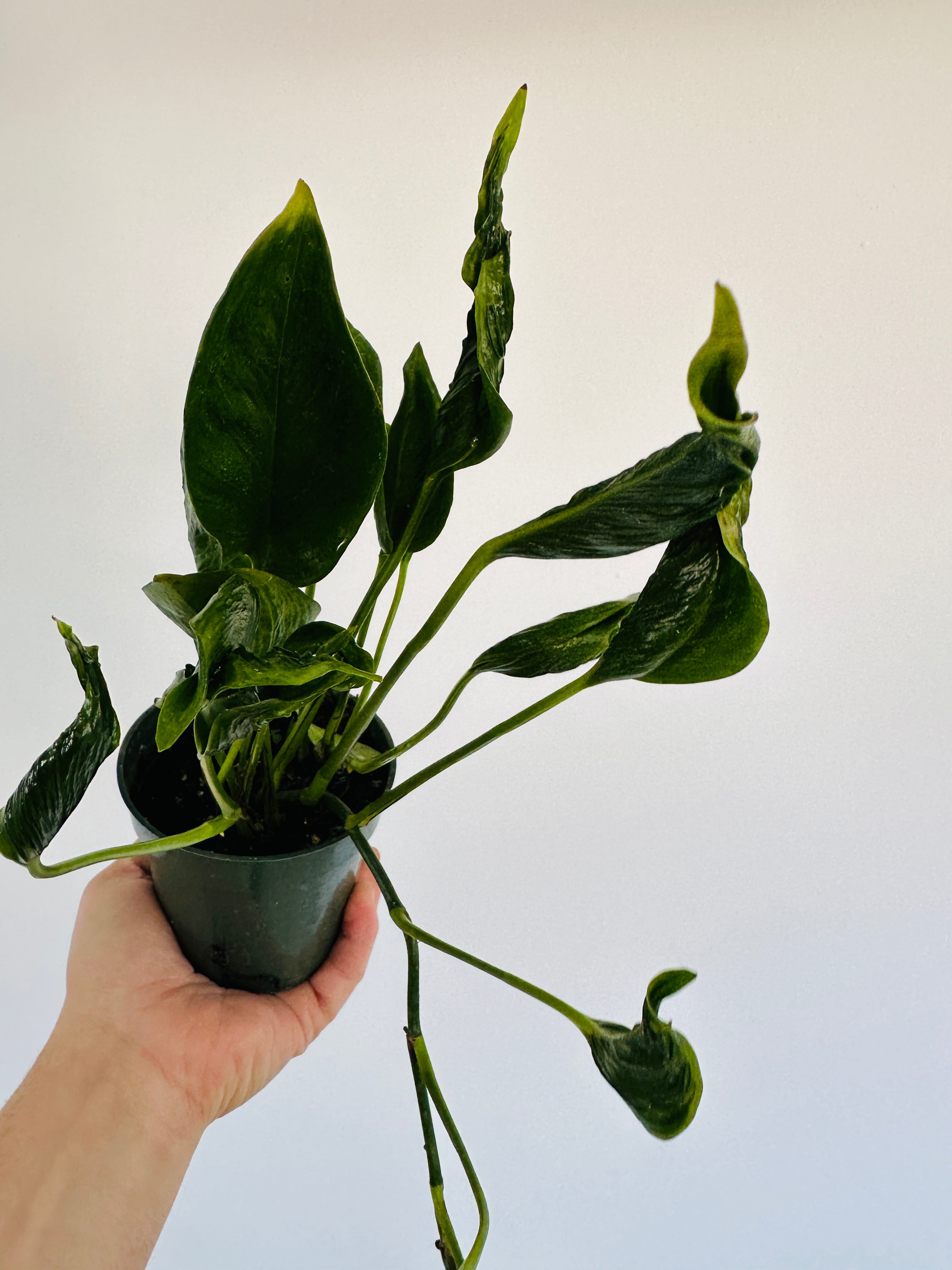 Pothos Shangri La - Teruno Pothos - Japanese Pothos Collection - 4" Po ...