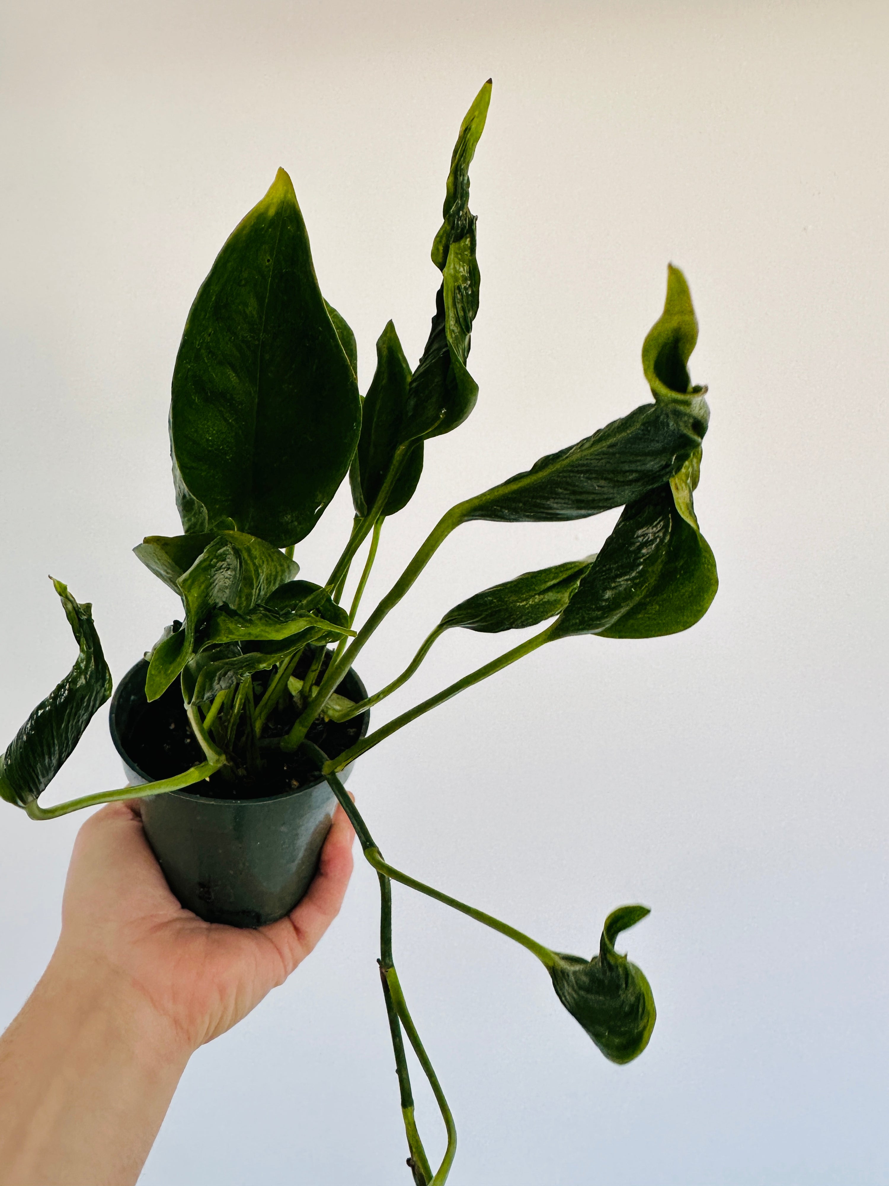 Pothos Shangri La - Teruno Pothos - Japanese Pothos Collection - 4" Po ...