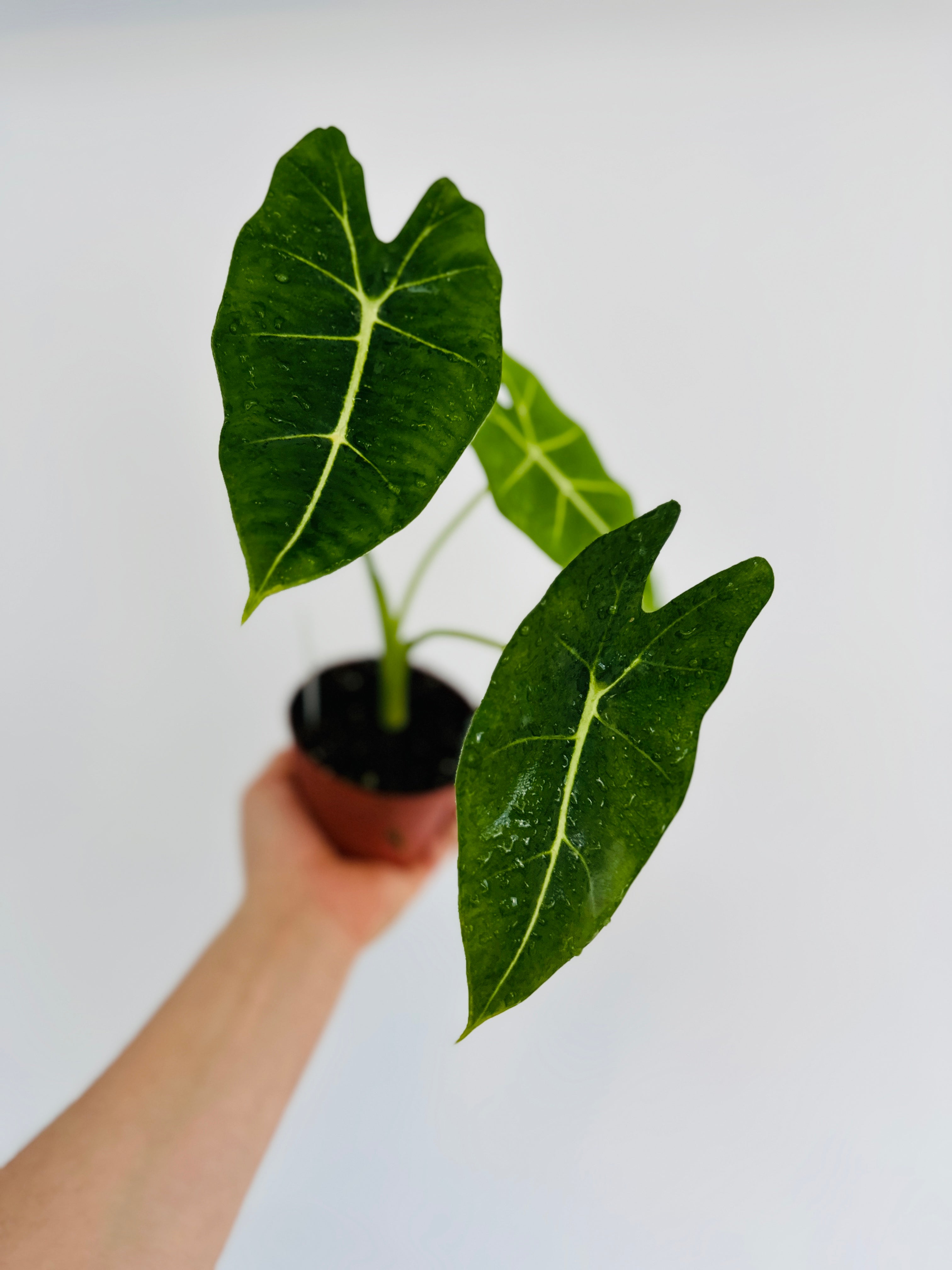 Alocasia Velvet Elvis - 4" Pot – Brumley & Bloom
