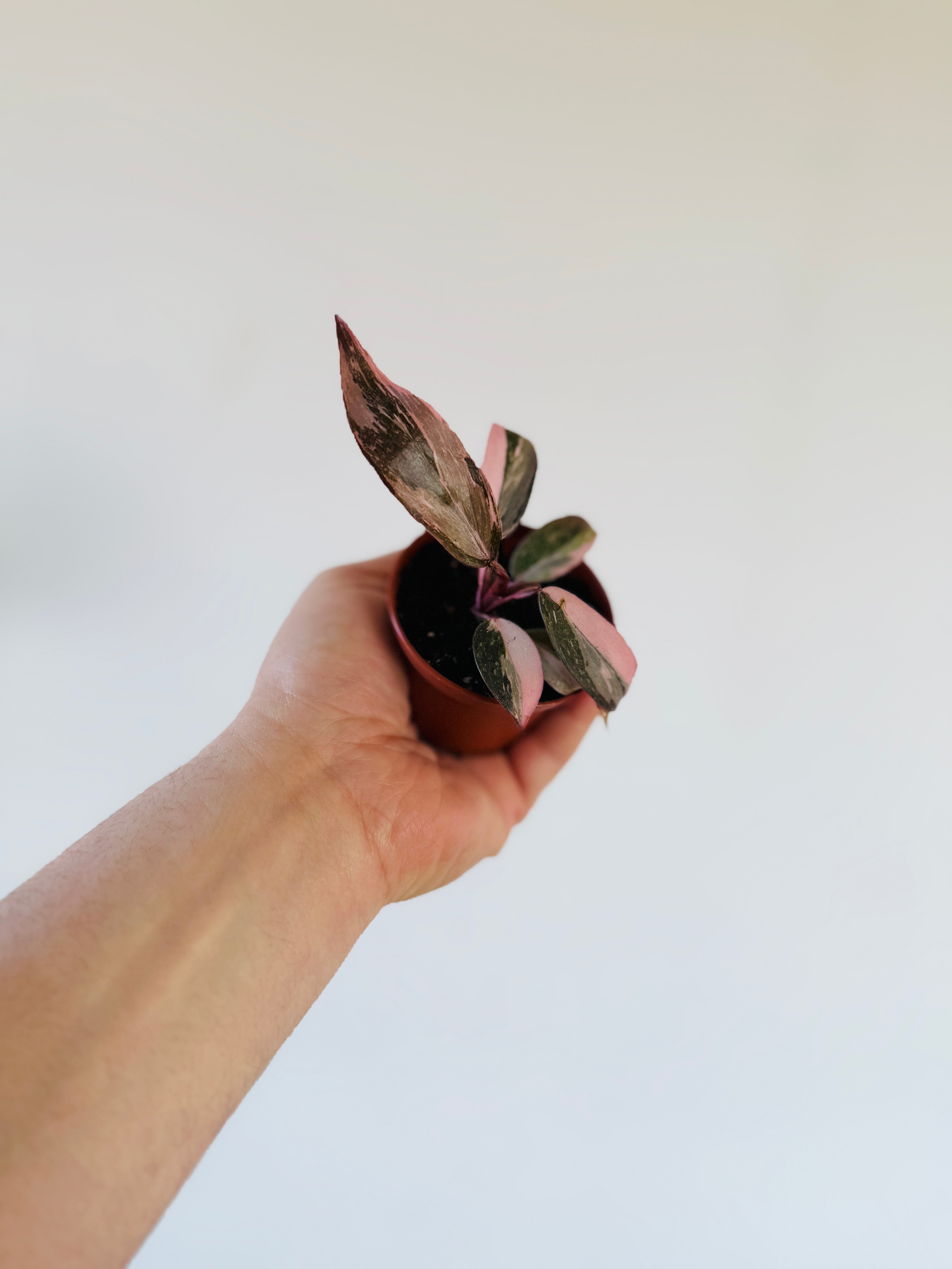 Philodendron Pink Princess Galaxy King - 2” Pot – Brumley & Bloom