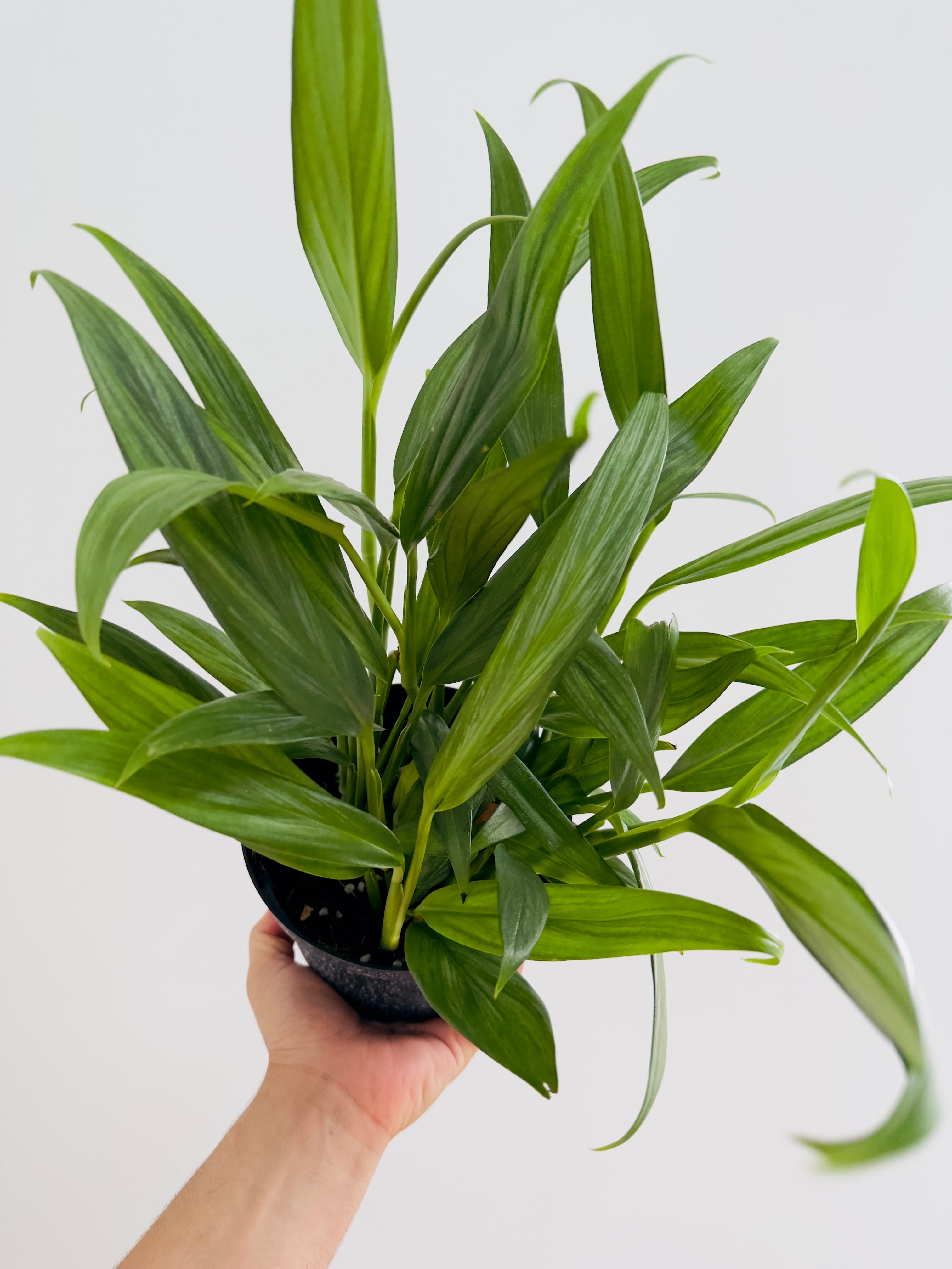 Epipremnum Amplissimum ‘Silver’ - 6" Pot – Brumley & Bloom