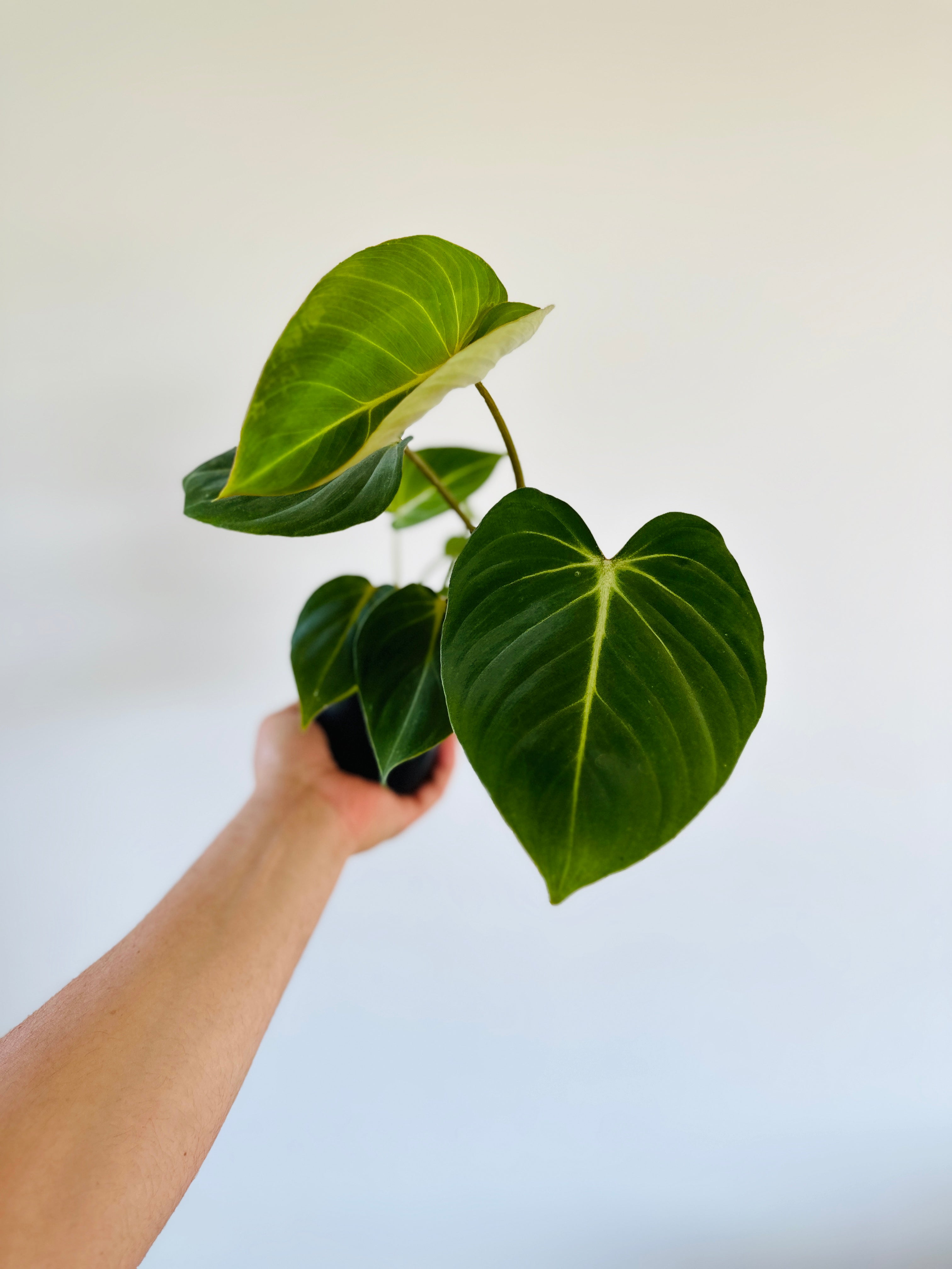 Philodendron Gloriosum - Rare Aroid - 4" Pot – Brumley & Bloom