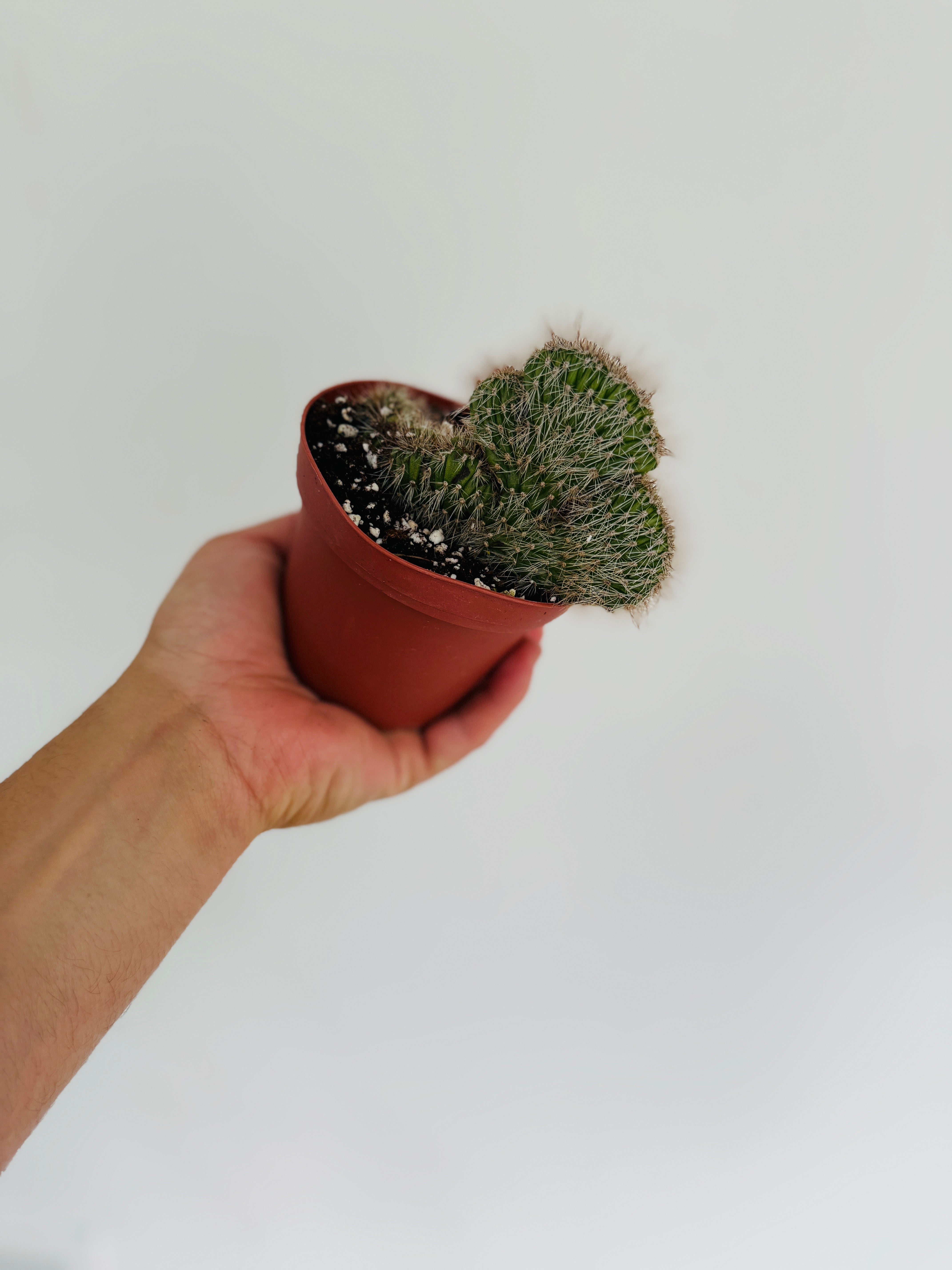 Teddy Bear Cactus - 4" Pot – Brumley & Bloom