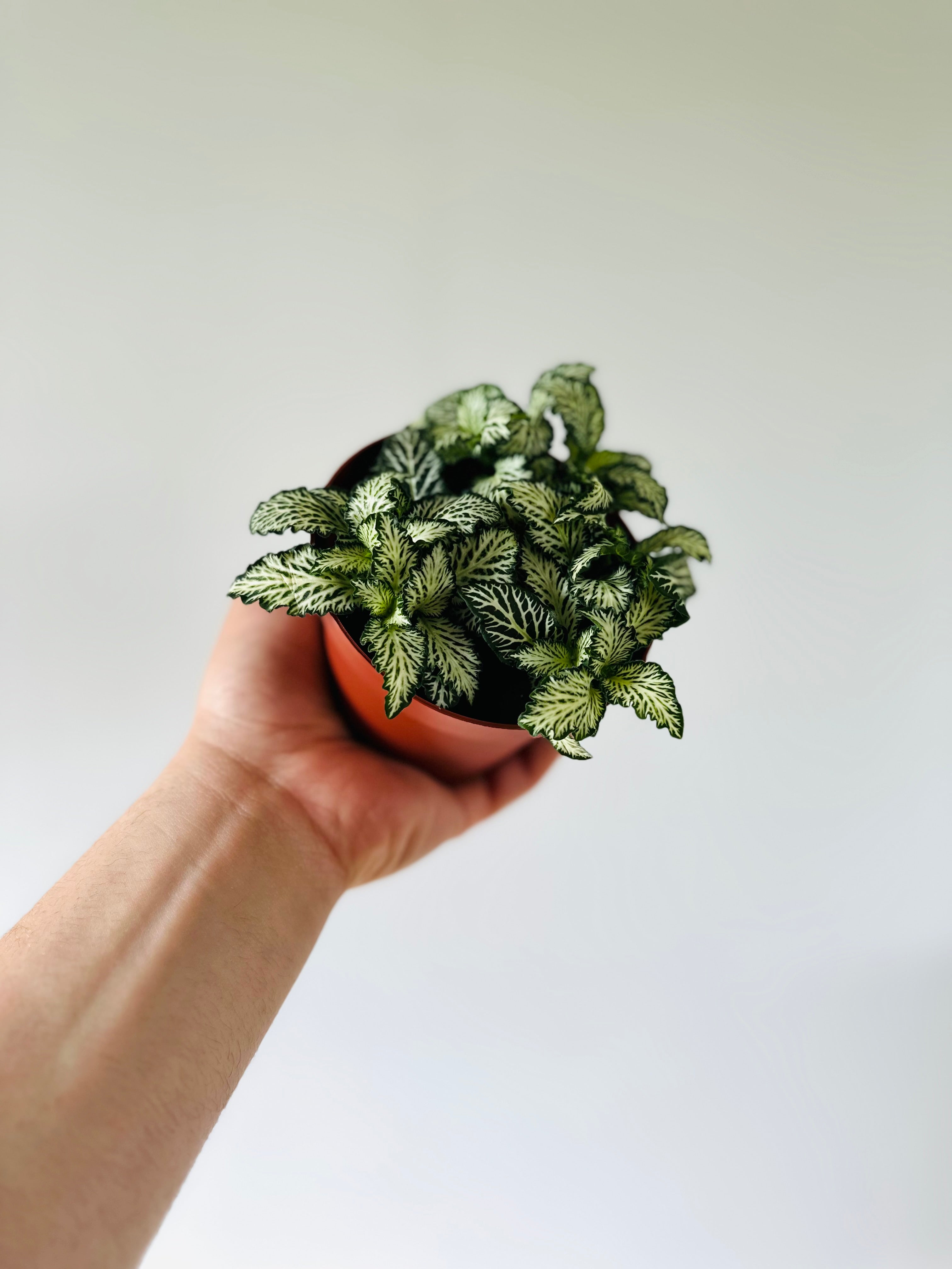 Fittonia White Star- 4" Pot – Brumley & Bloom