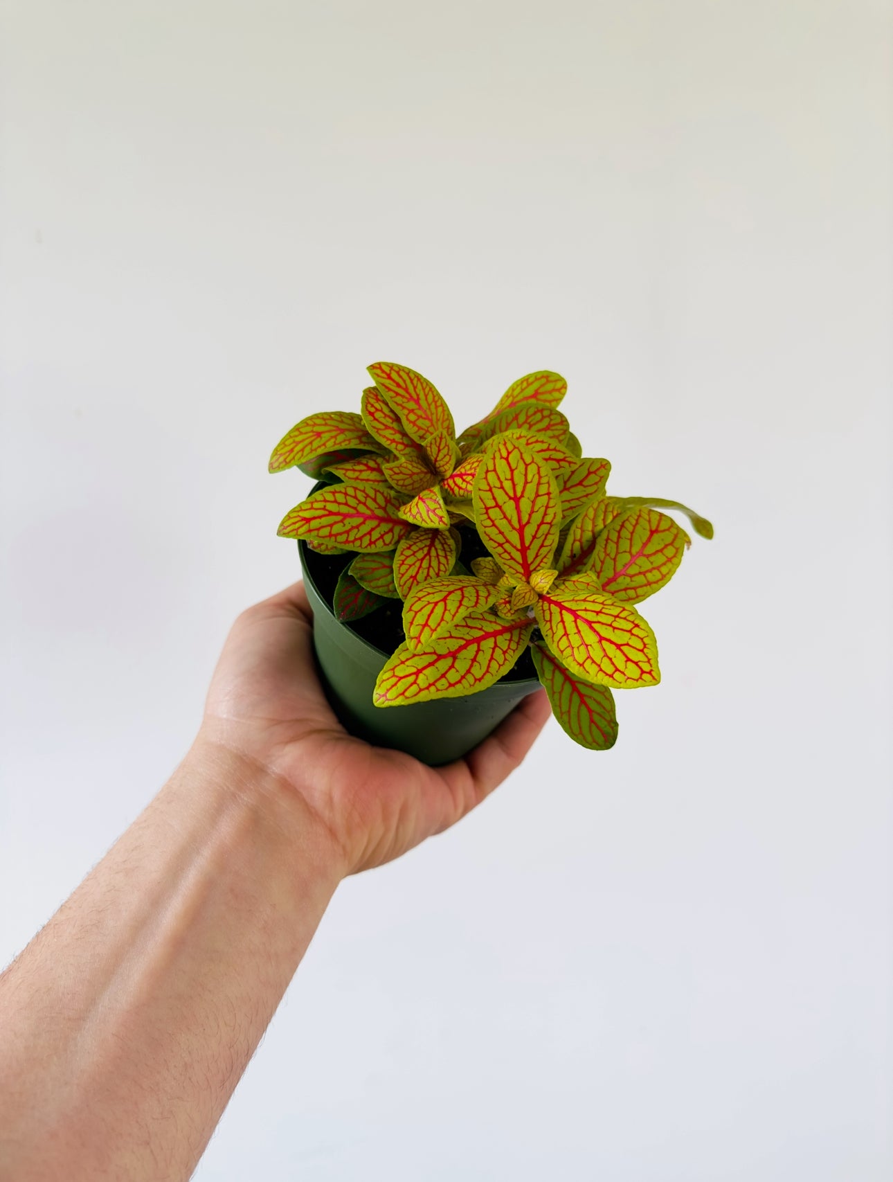 Fittonia sp. Yellow Skeleton- 4" Pot – Brumley & Bloom