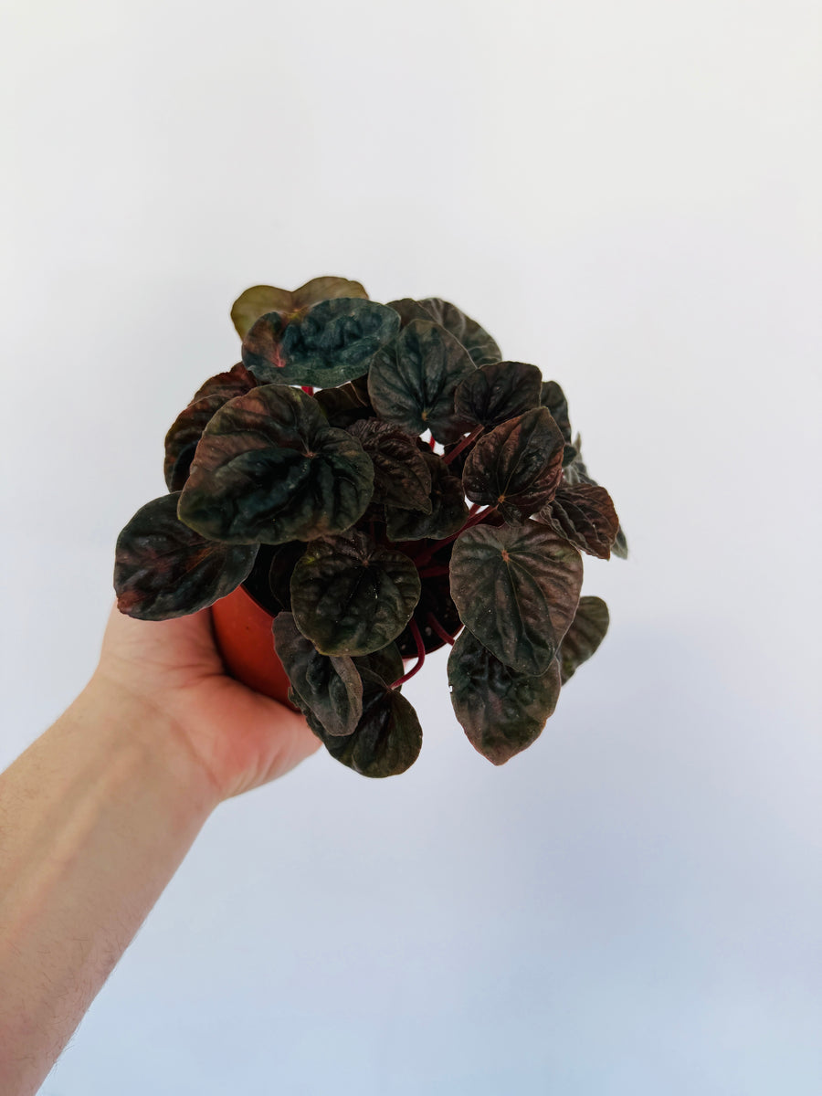 Peperomia Dark Chocolate - 4" Pot – Brumley & Bloom
