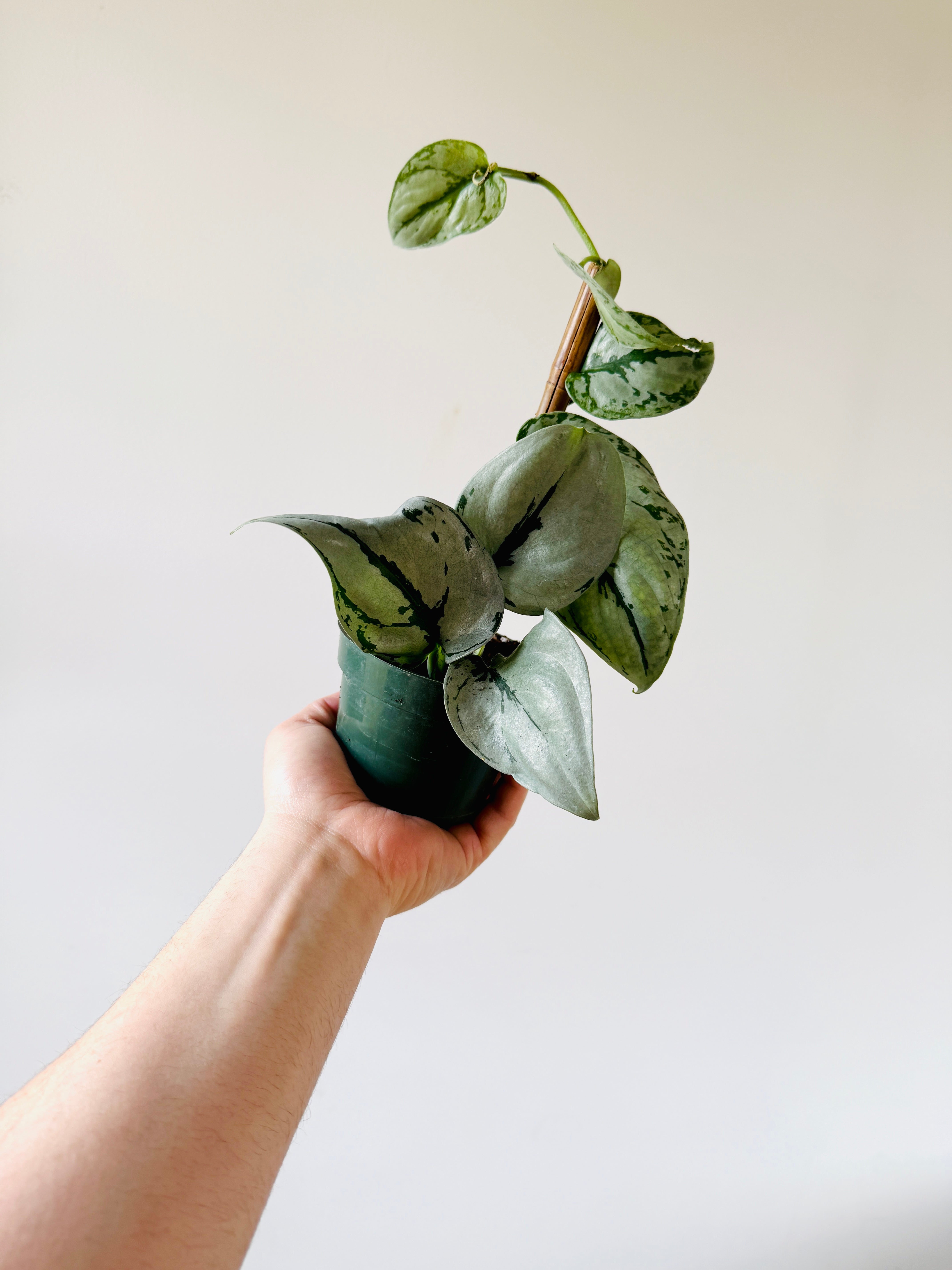 Scindapsus sp. Silver Sierra - Rare Aroid - 4" Pot – Brumley & Bloom