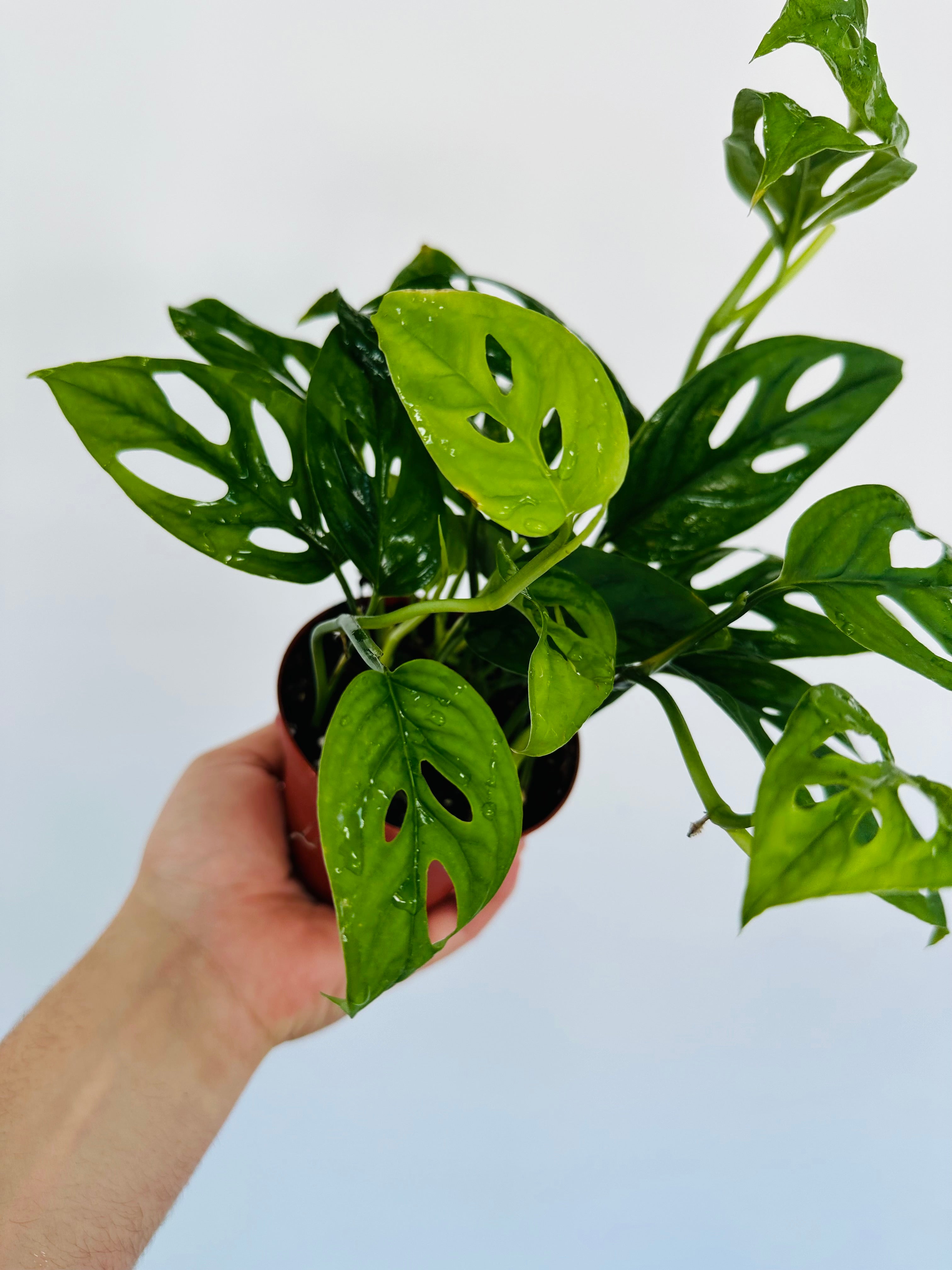 Monstera Adansonii sp. Laniata ‘Double Windows’ - Rare Aroid - 4” Pot ...