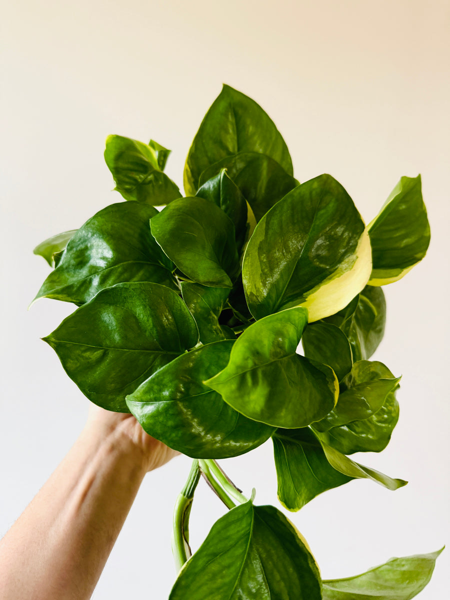 Pothos Manjula 'Poonsin' - 6" Hanging Basket – Brumley & Bloom