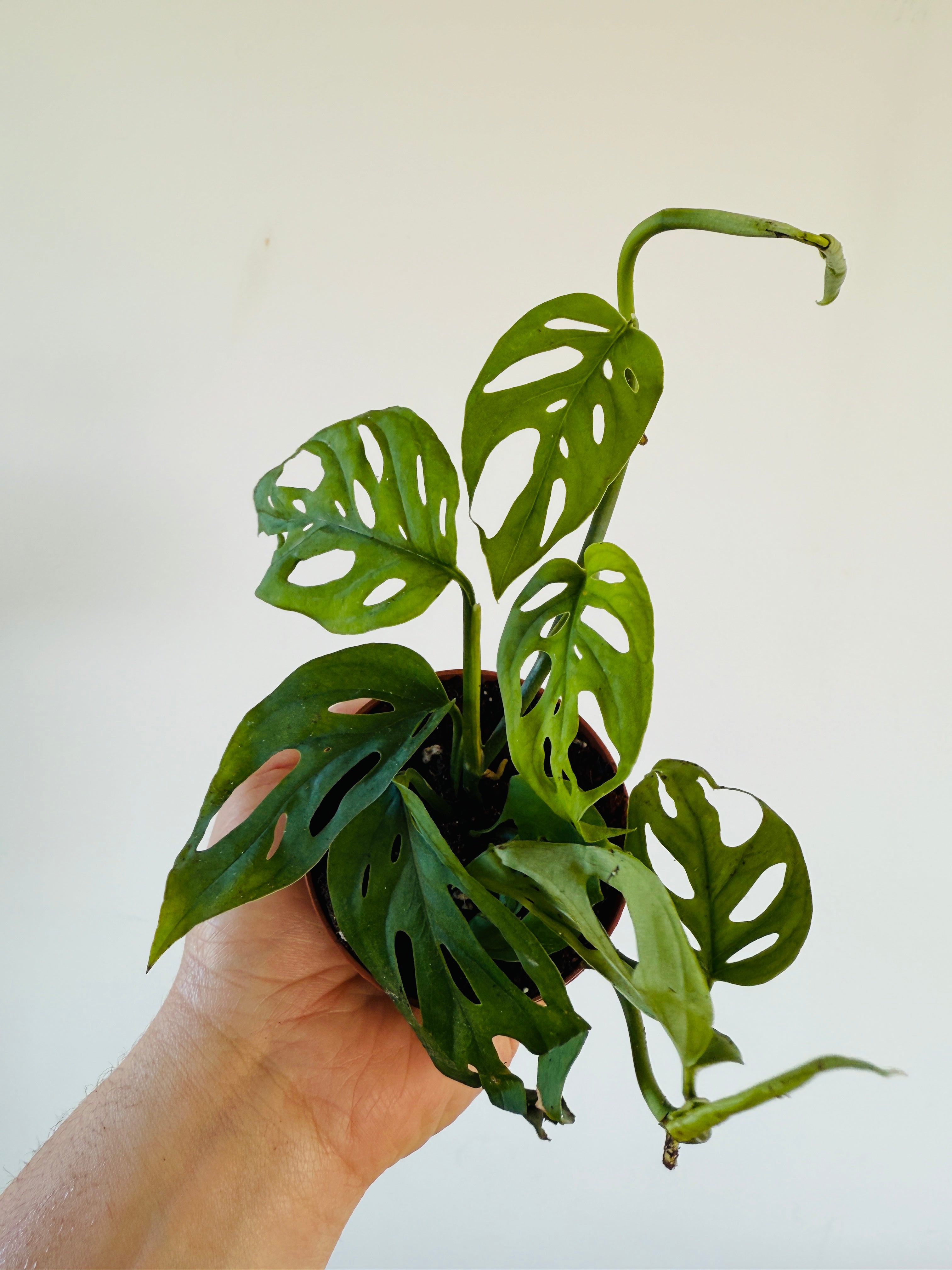 Monstera Esqueleto - Rare Aroid - 3" Pot – Brumley & Bloom