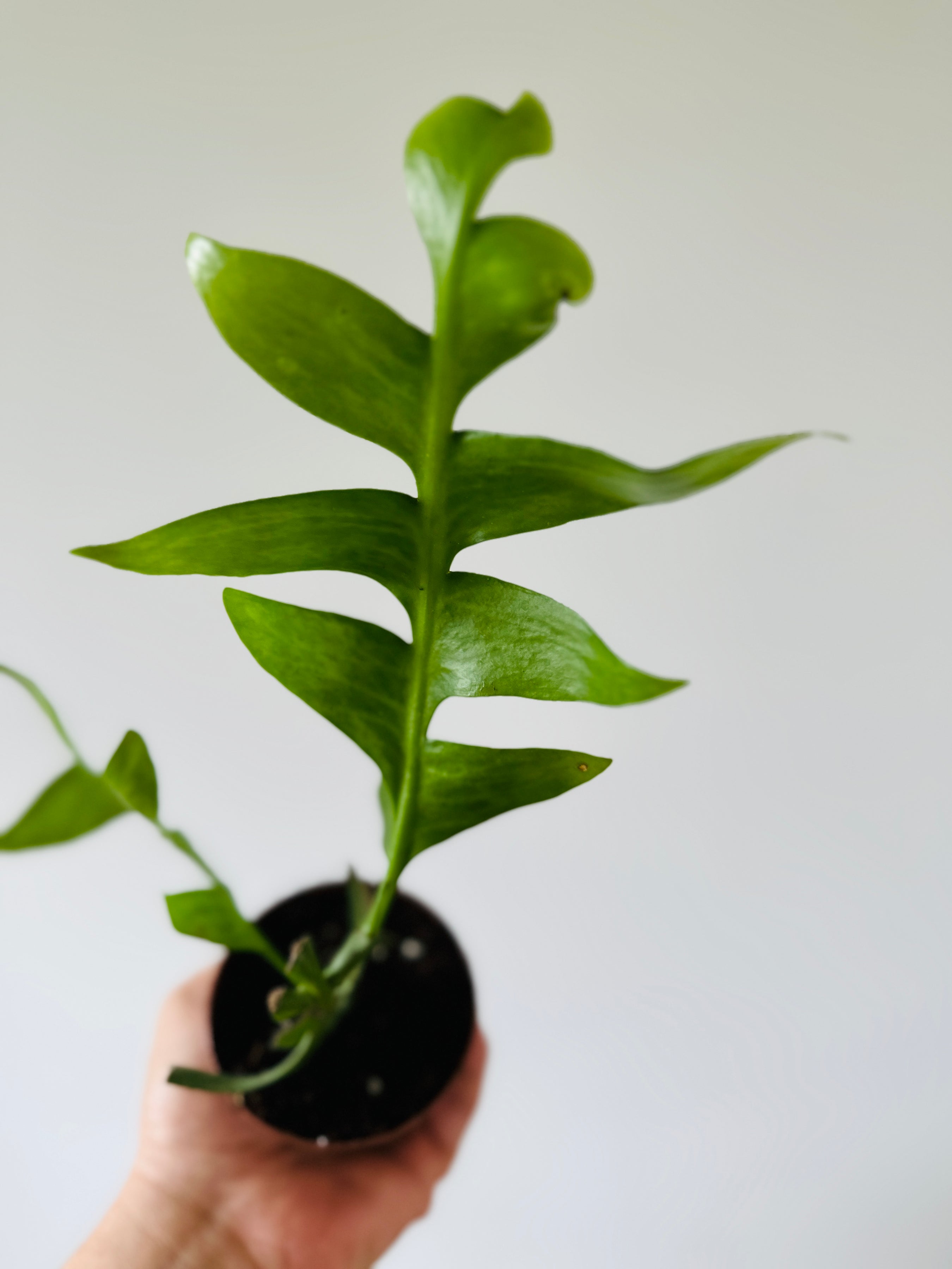 Shark's Tooth Cactus - Epiphyllum Chrysocardium - 3" Pot – Brumley & Bloom