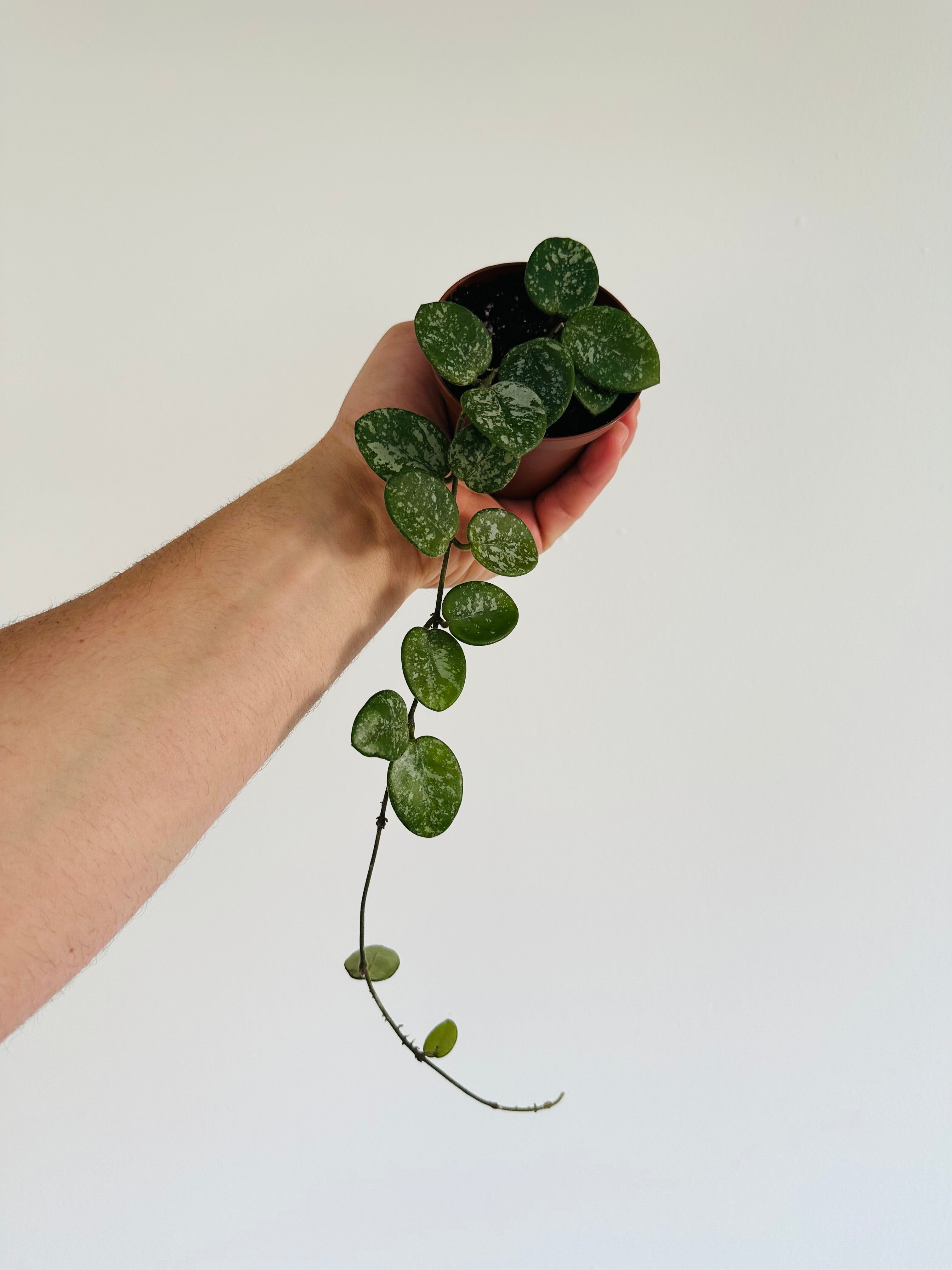 Hoya Mathilde 'Splash' - Vining - 3" Pot – Brumley & Bloom