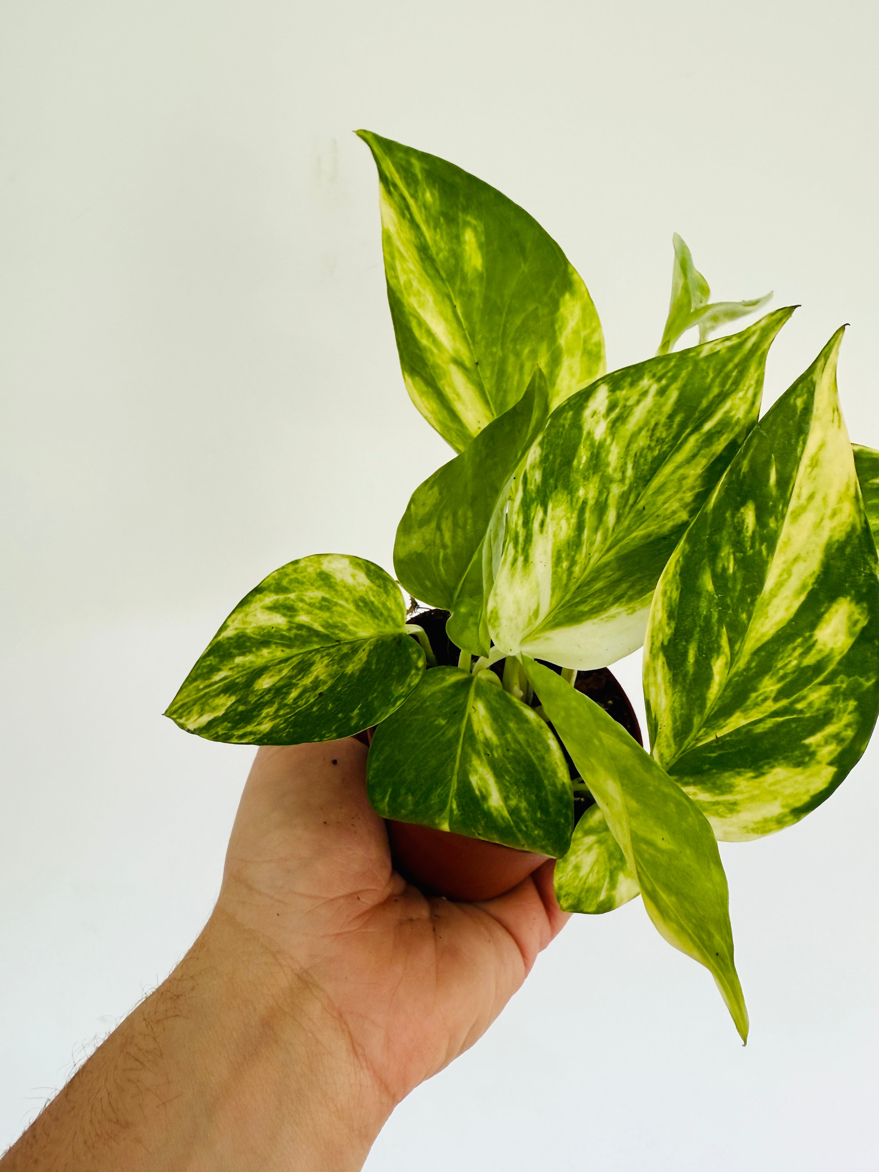 Pothos Junior - Terunoworld Pothos - Japanese Pothos - 3” Pot - LIMIT ...