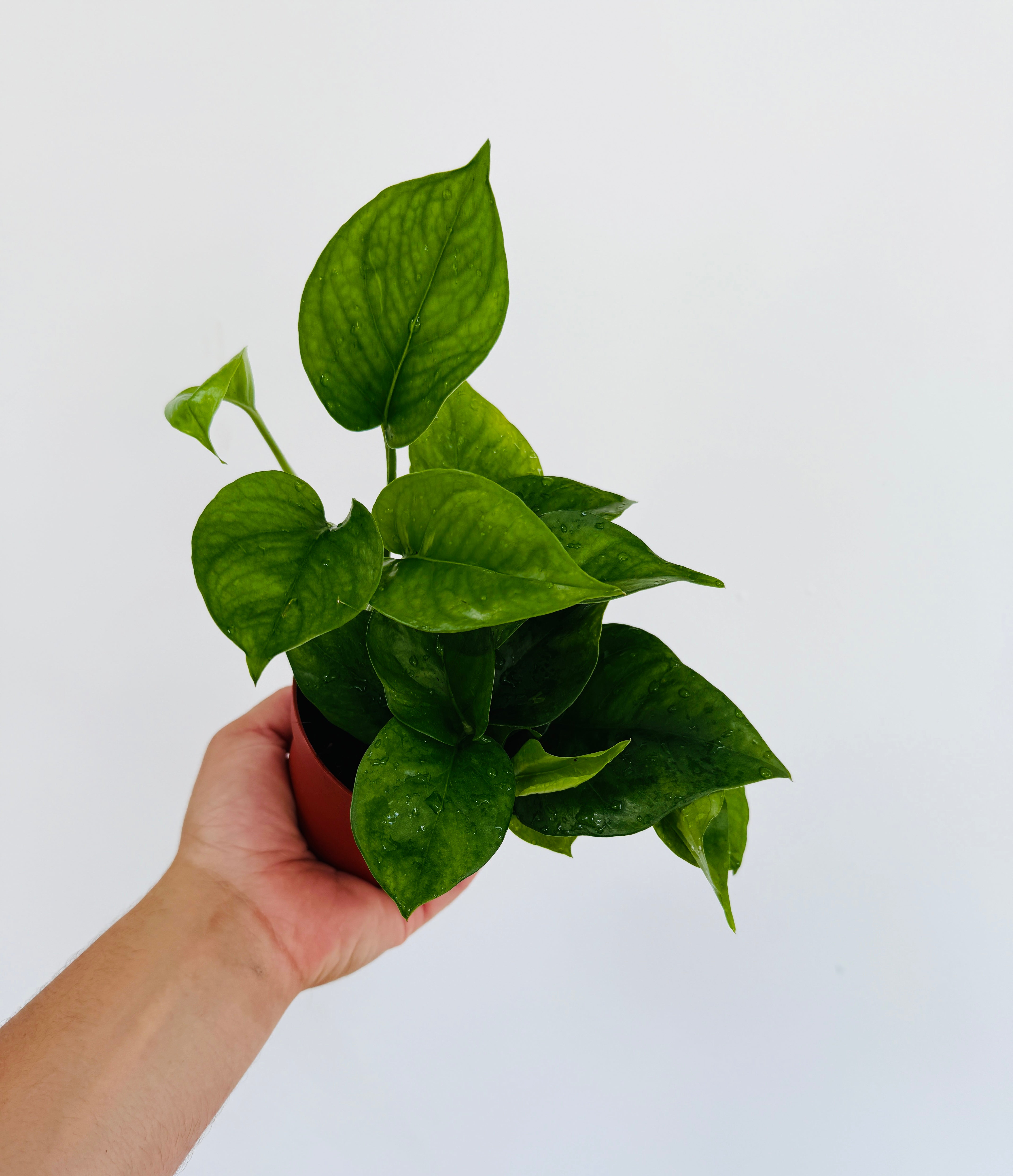 Pothos Green Genie - Epipremnum Aureum 'Green Genie' - 4" Pot – Brumley ...