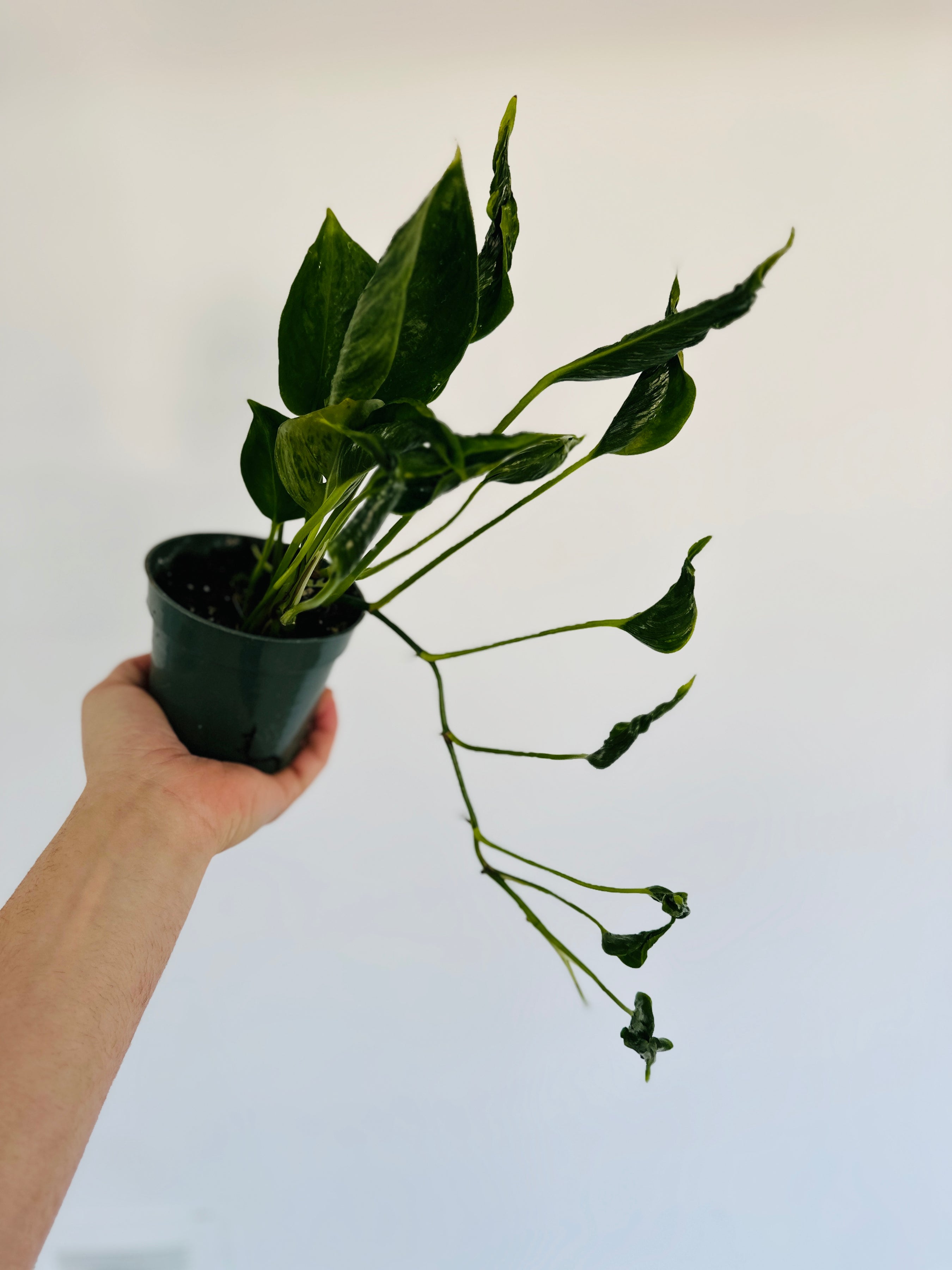 Pothos Shangri La - Teruno Pothos - Japanese Pothos Collection - 4" Po ...