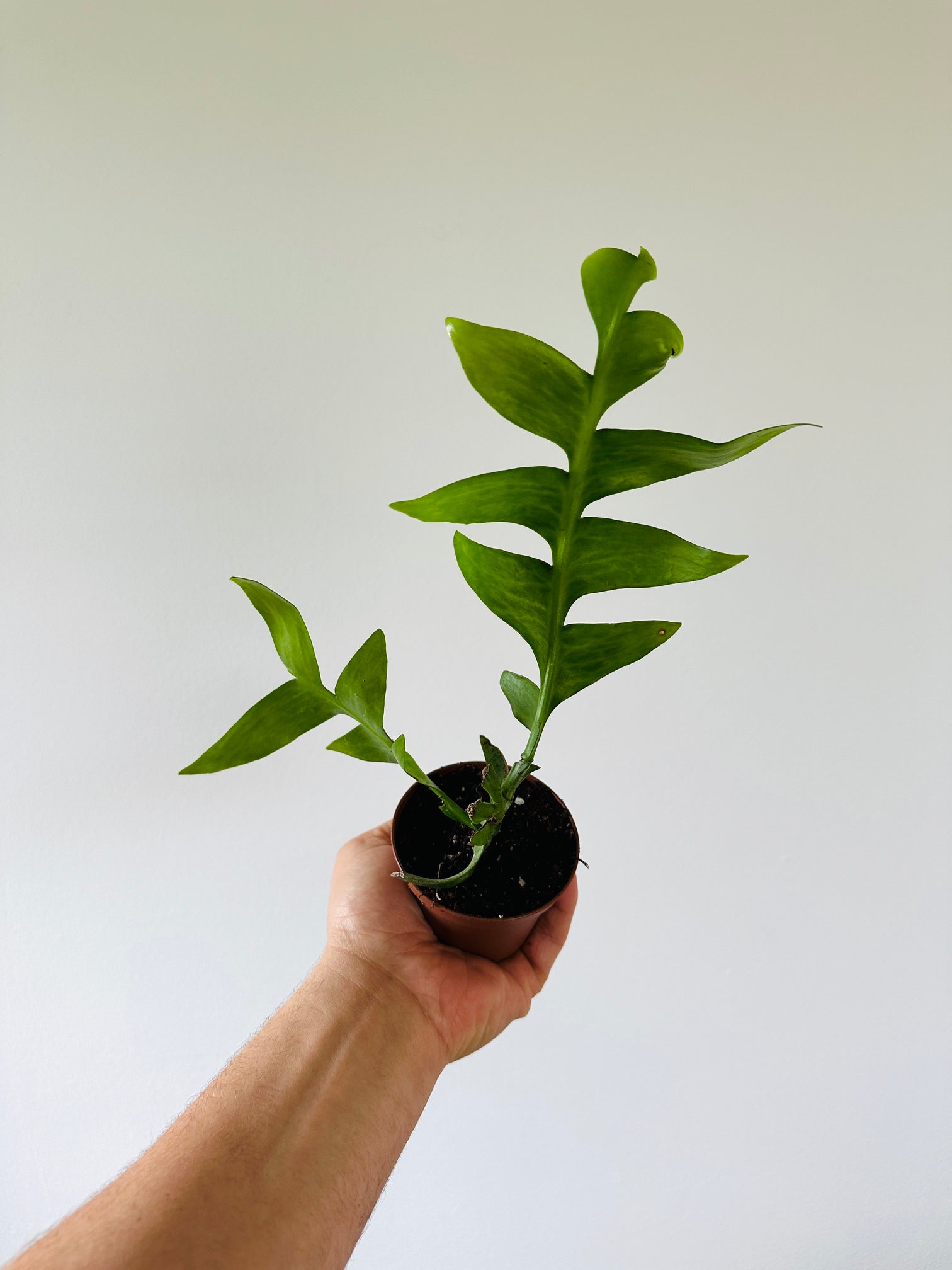 Shark's Tooth Cactus - Epiphyllum Chrysocardium - 3" Pot – Brumley & Bloom