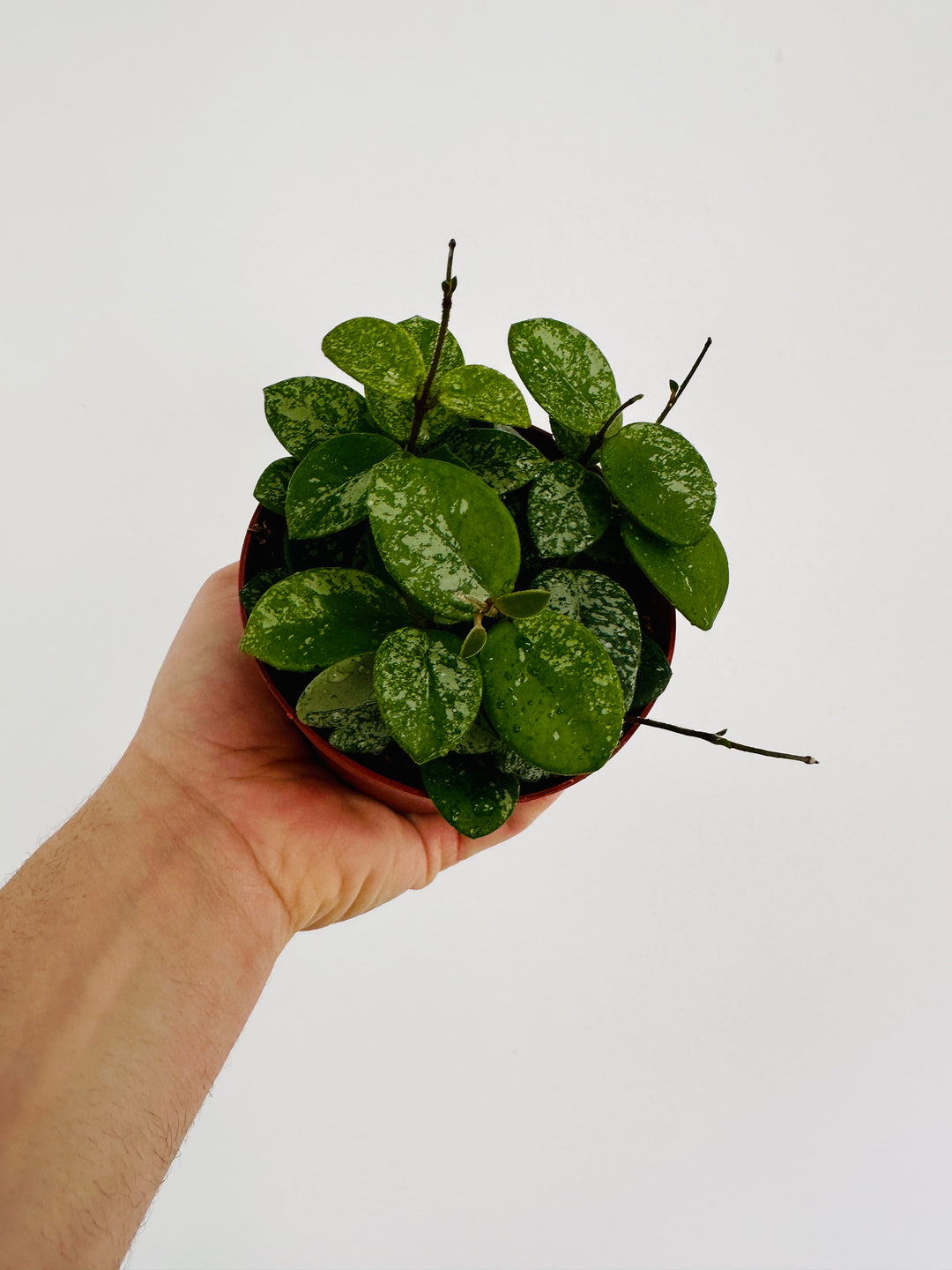 Hoya Mathilde 'Splash' - Full Heads - 4" Pot – Brumley & Bloom