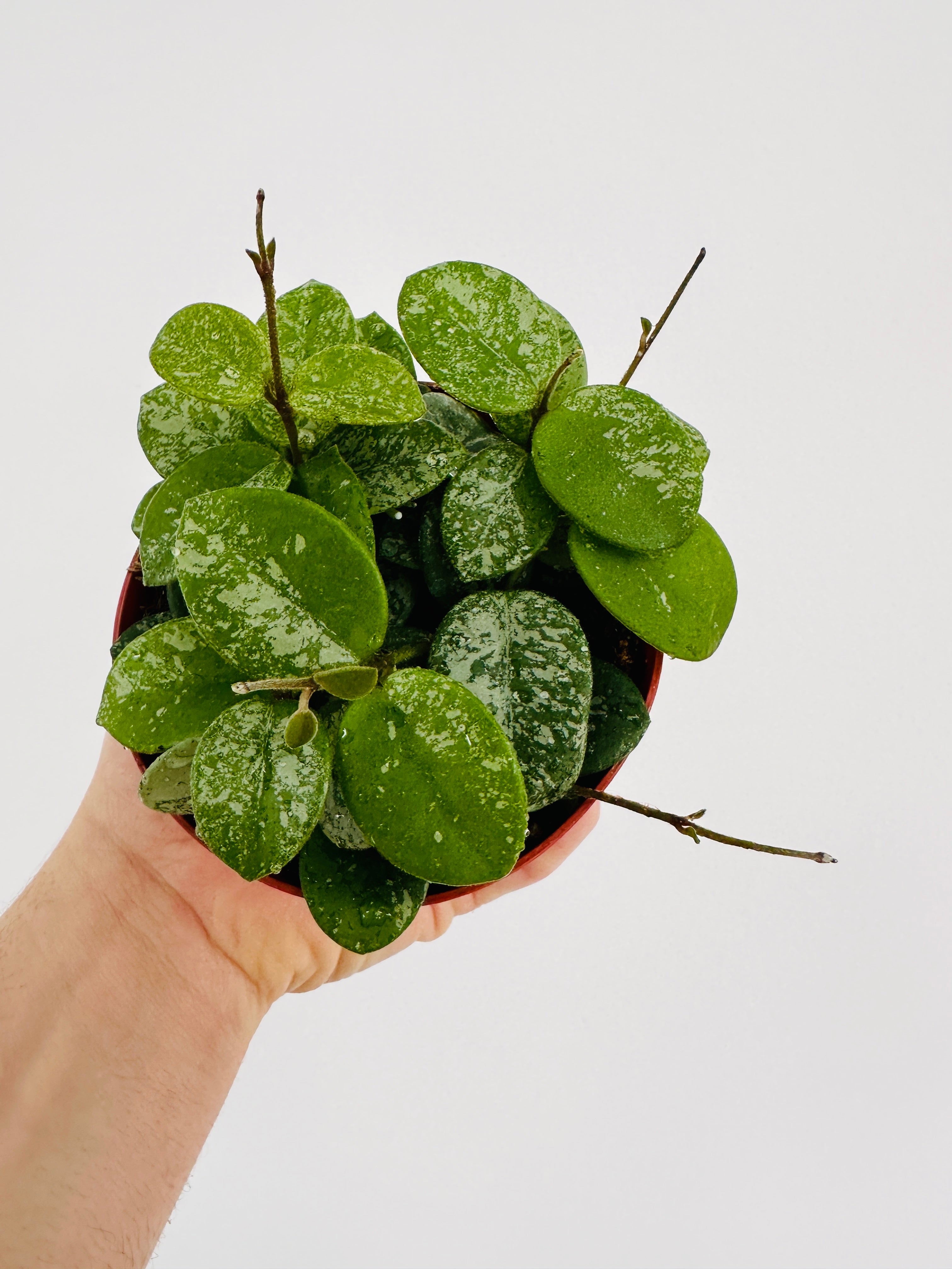 Hoya Mathilde 'Splash' - Full Heads - 4" Pot – Brumley & Bloom