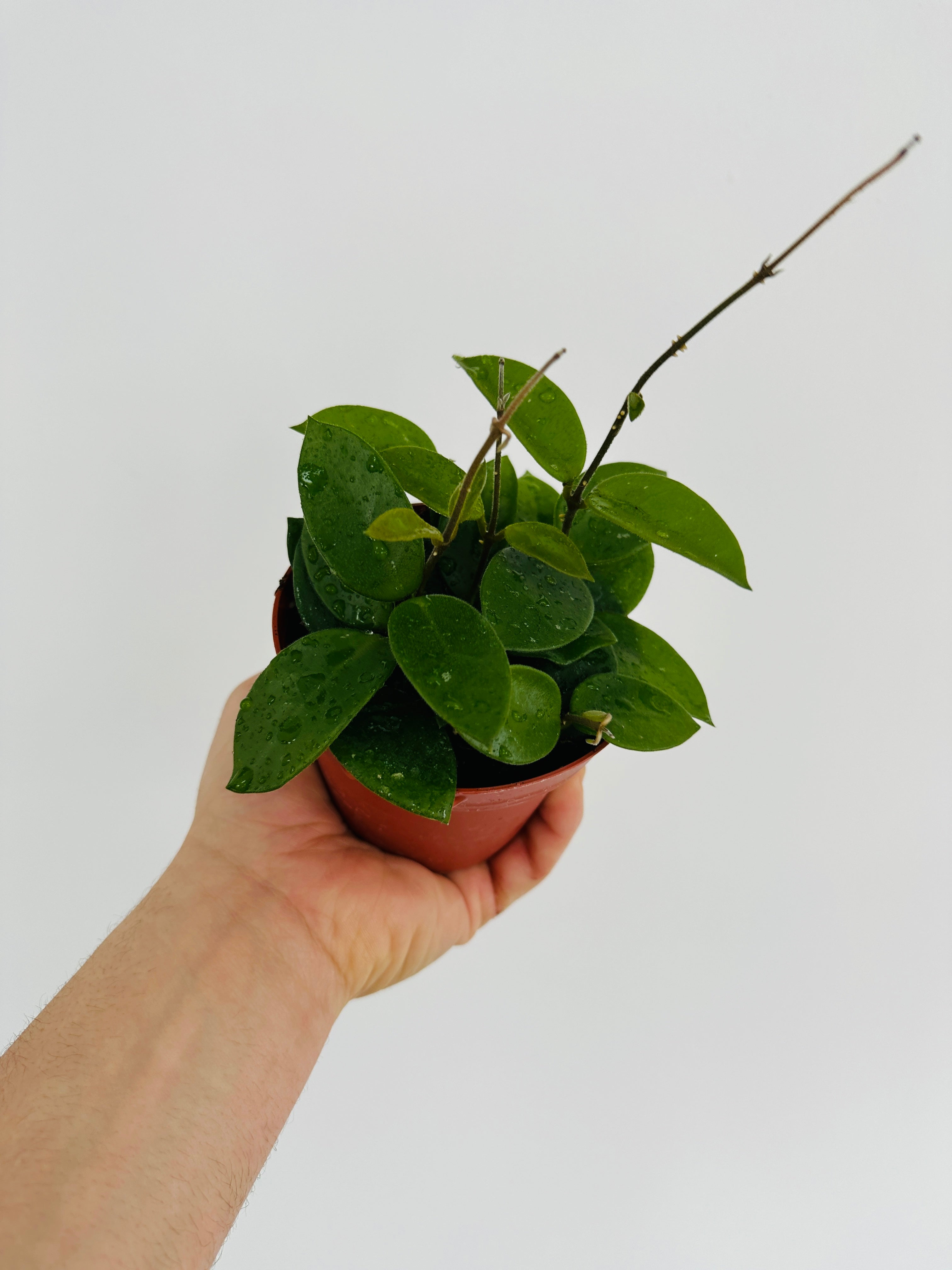 Hoya cv. Chouke - 4" Pot – Brumley & Bloom