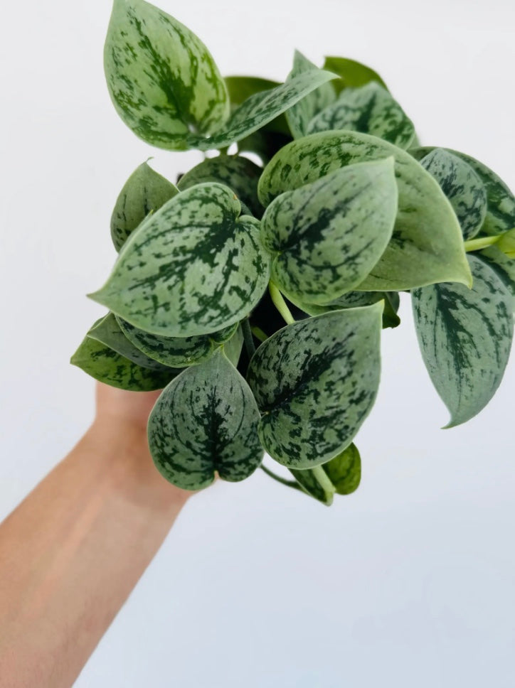 Scindapsus sp. Green Anaconda - Rare Aroid - 6" Hanging Basket ...