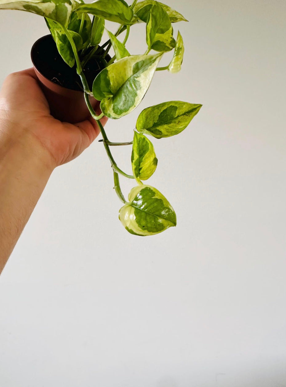 Pothos Lizard Queen - Mutant Pothos - New Epipremnum Sport - 3” Pot ...