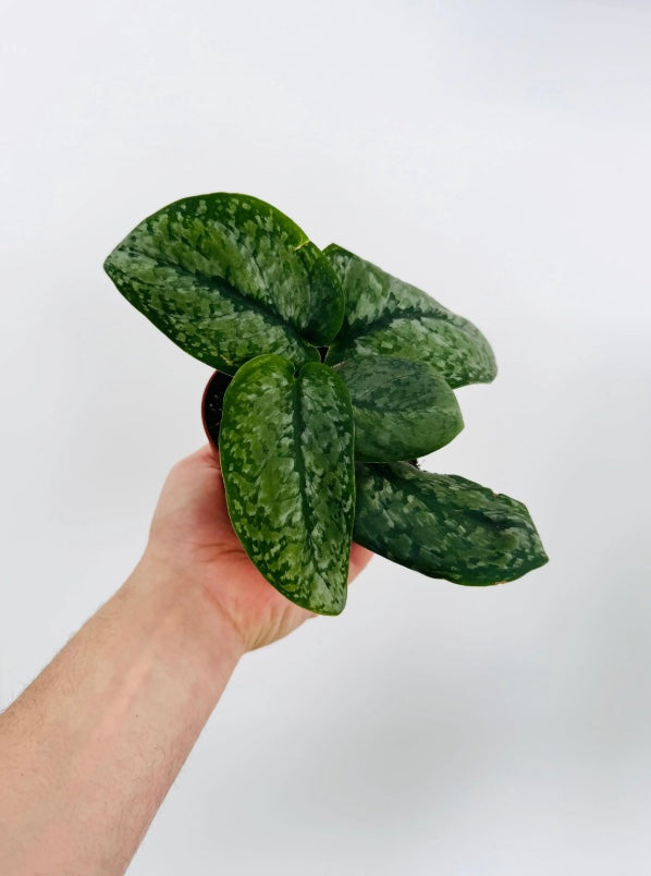 Scindapsus sp. Gunung - Rare Aroid - 4" Pot – Brumley & Bloom