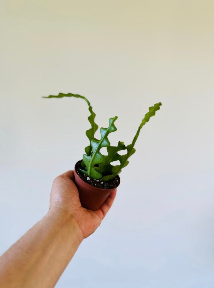 Fishbone Cactus - Epiphyllum Anguliger - 3" Pot – Brumley & Bloom