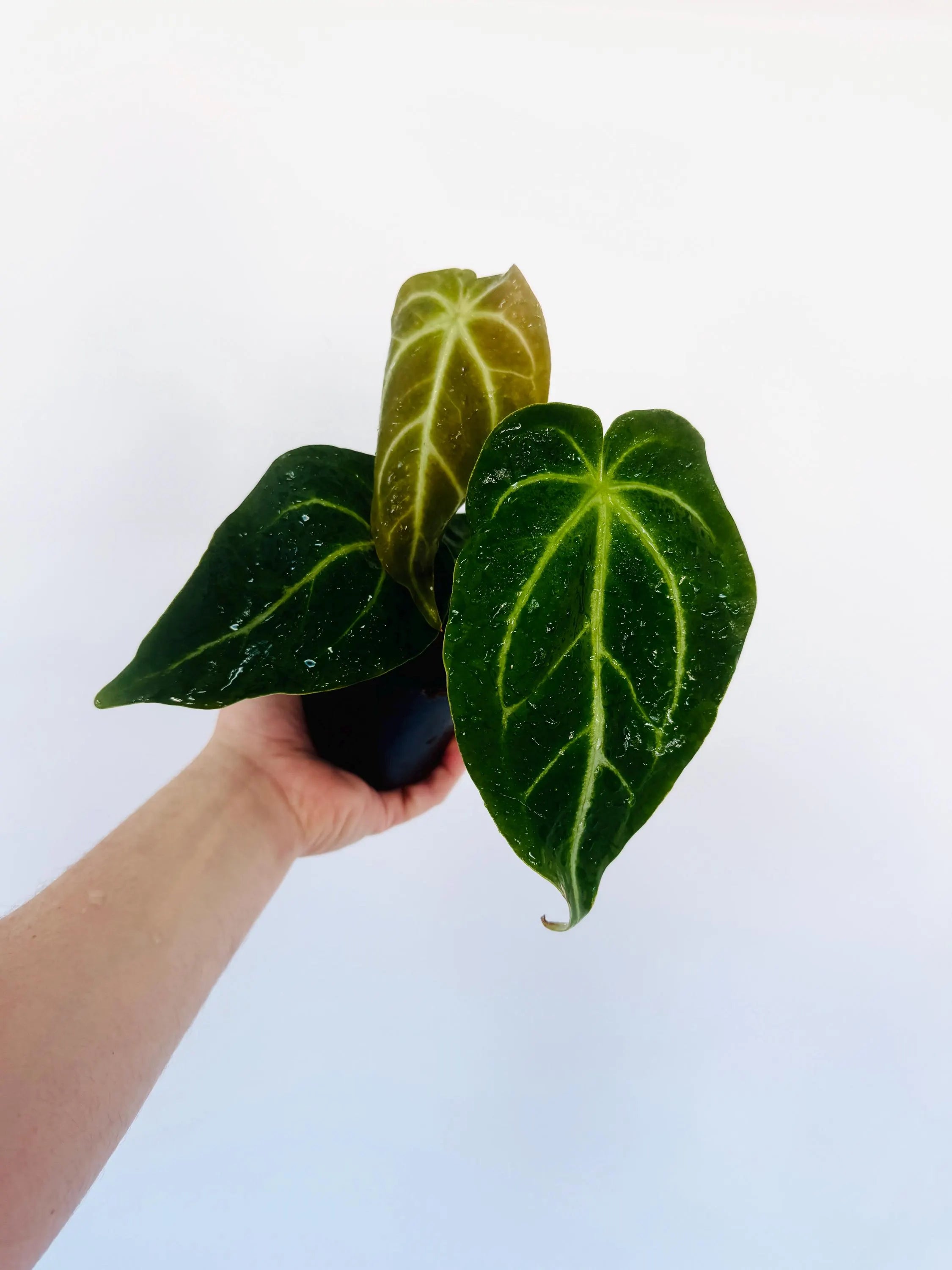 Anthurium Magnificum x Villenaorum - 4" Pot – Brumley & Bloom