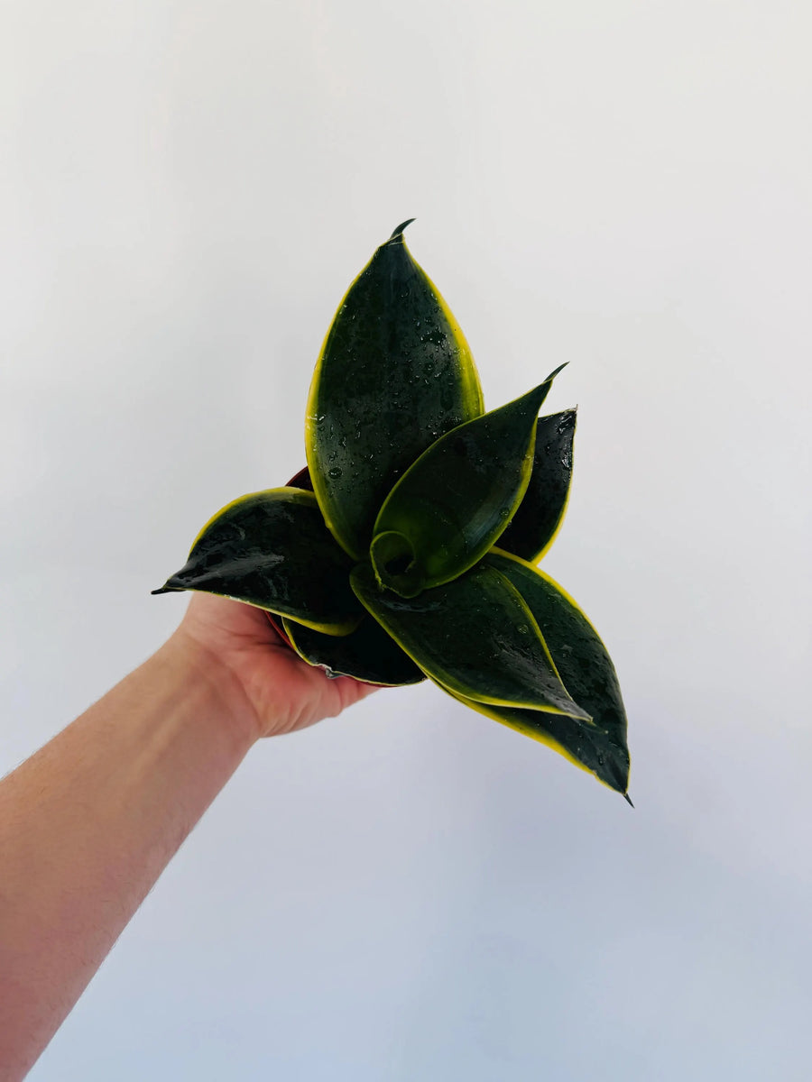 Sansevieria Black Star - 4" Pot – Brumley & Bloom