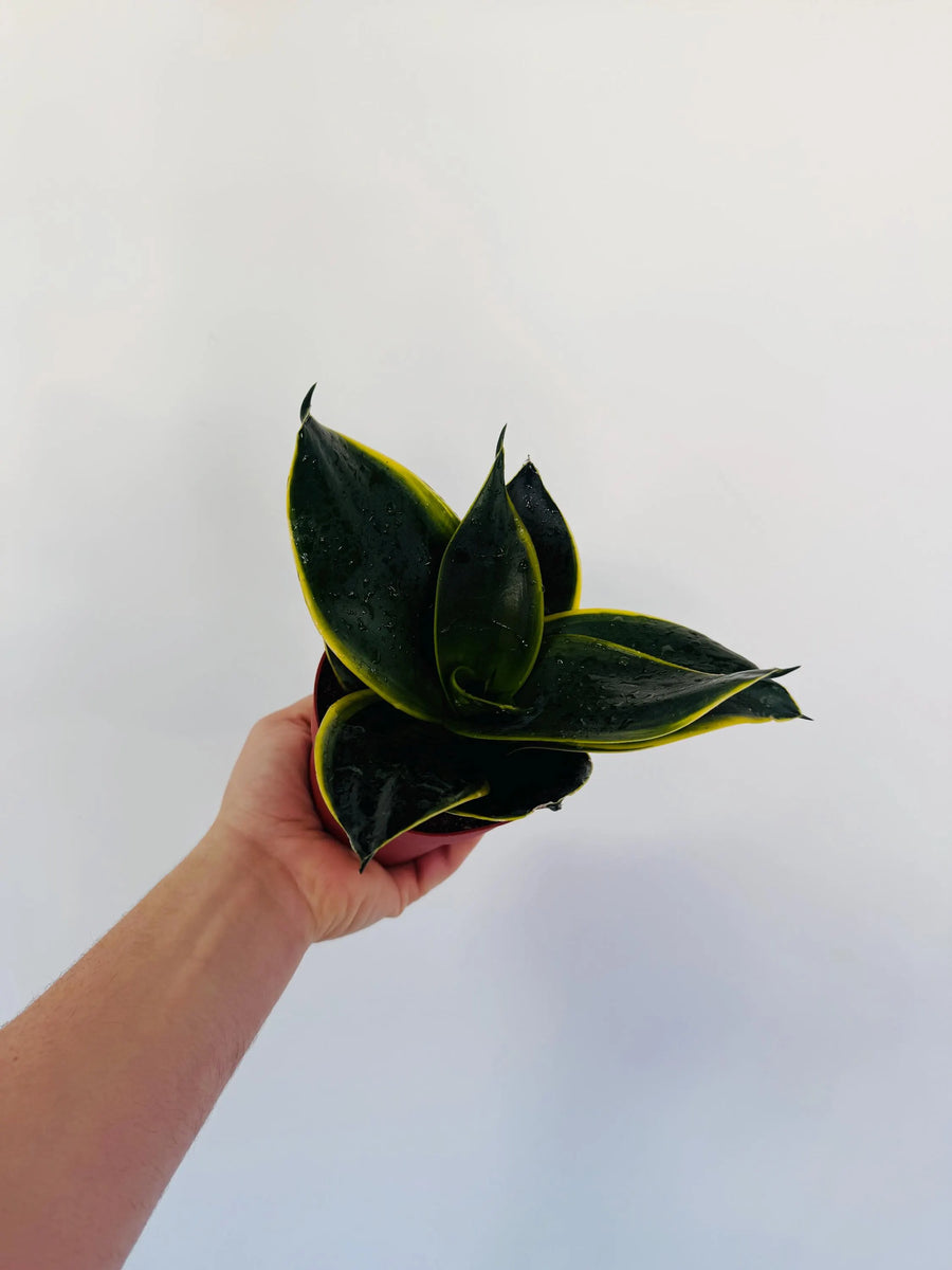 Sansevieria Black Star - 4" Pot – Brumley & Bloom