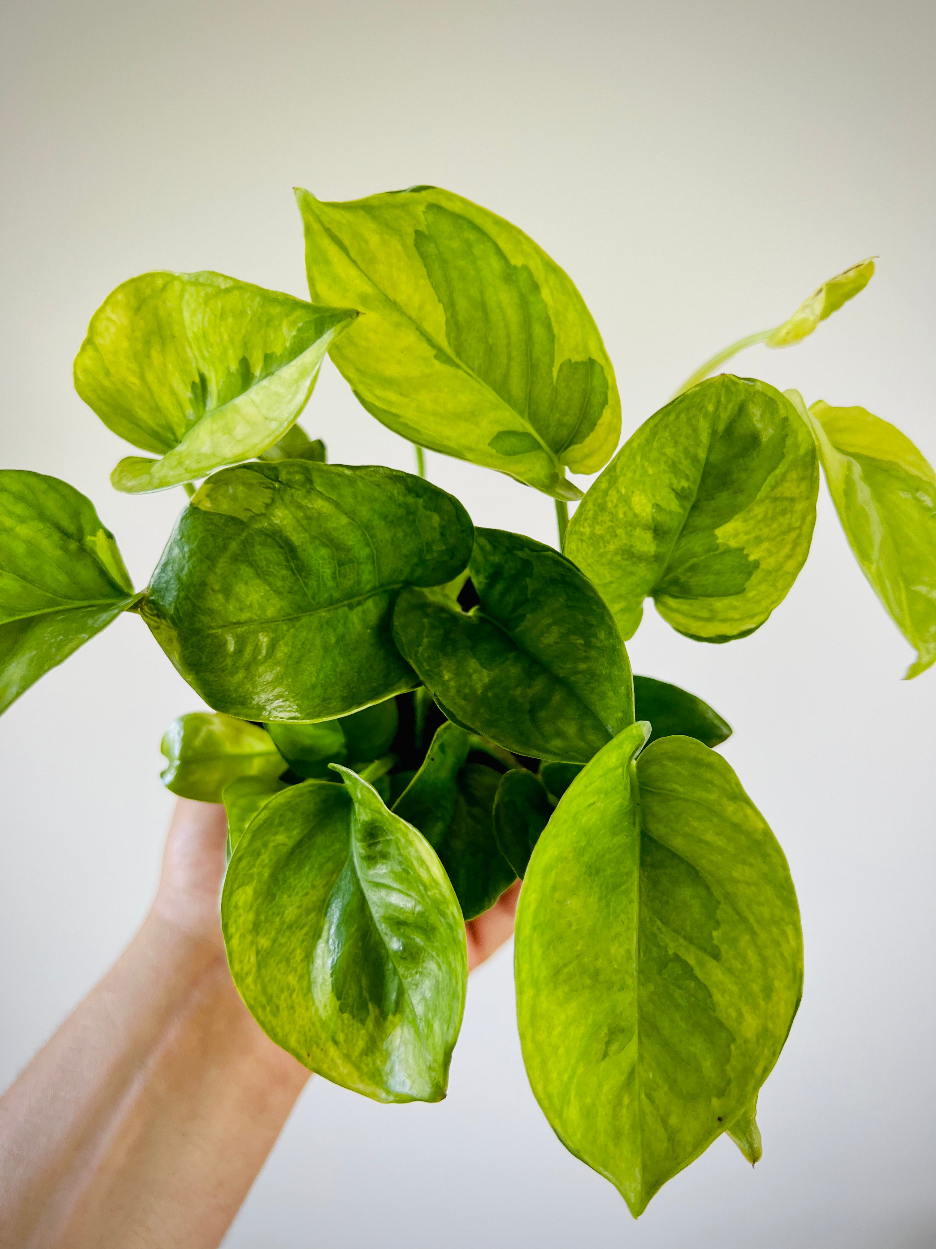 Pothos Lizard Queen - Mutant Pothos - New Epipremnum Sport - 4” Pot ...