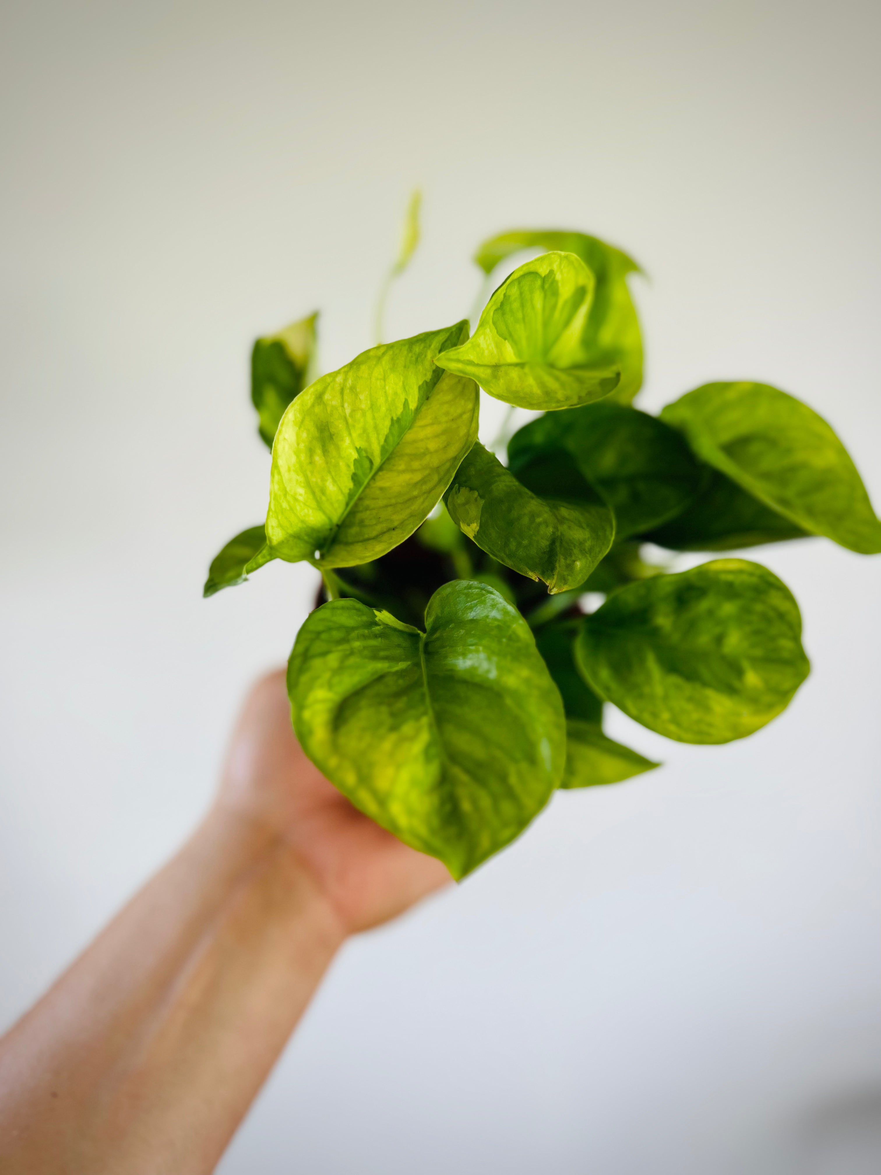 Pothos Lizard Queen - Mutant Pothos - New Epipremnum Sport - 4” Pot ...