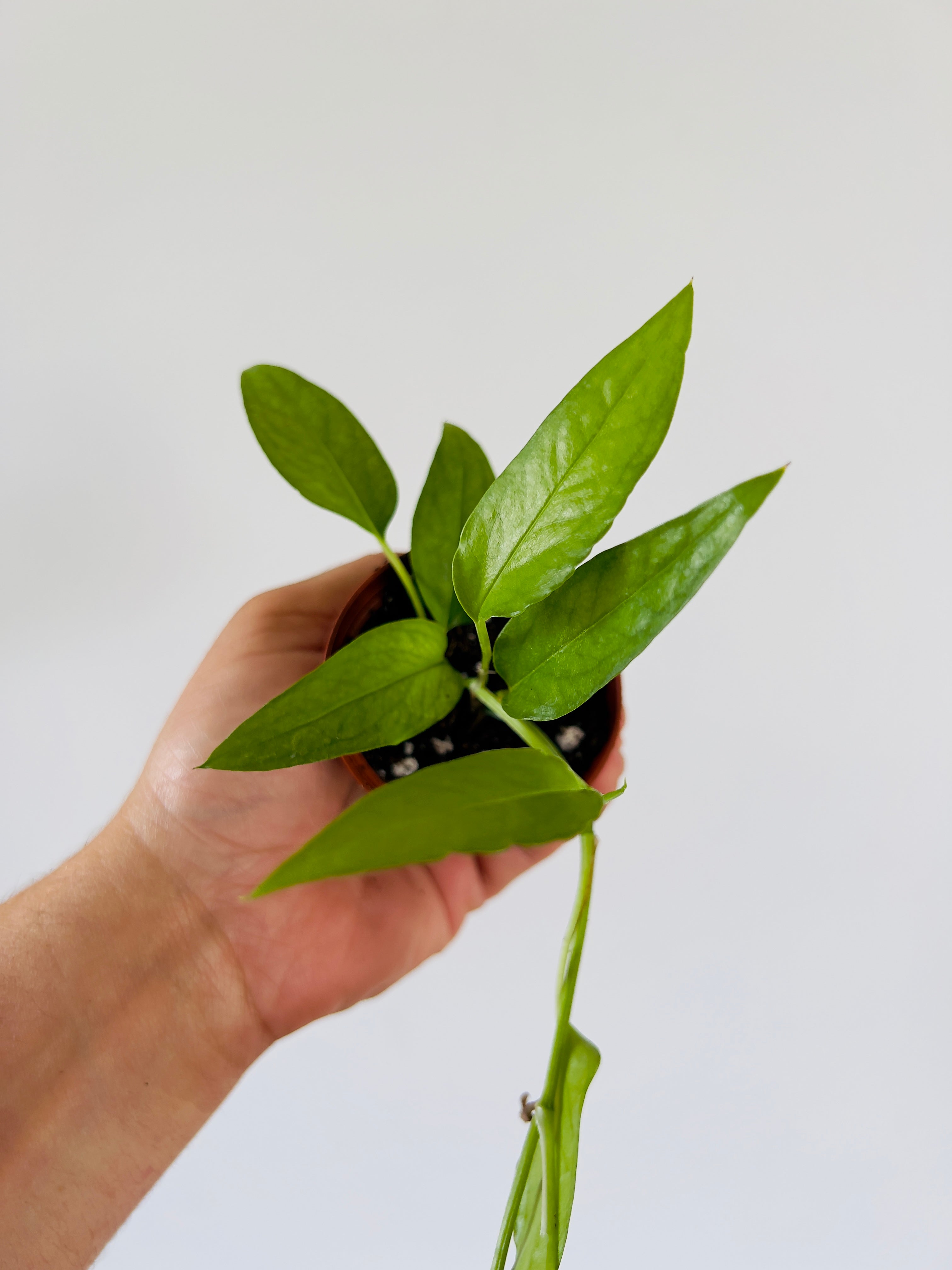 Epipremnum Pinnatum 'Skeleton Key' - 2" Pot – Brumley & Bloom