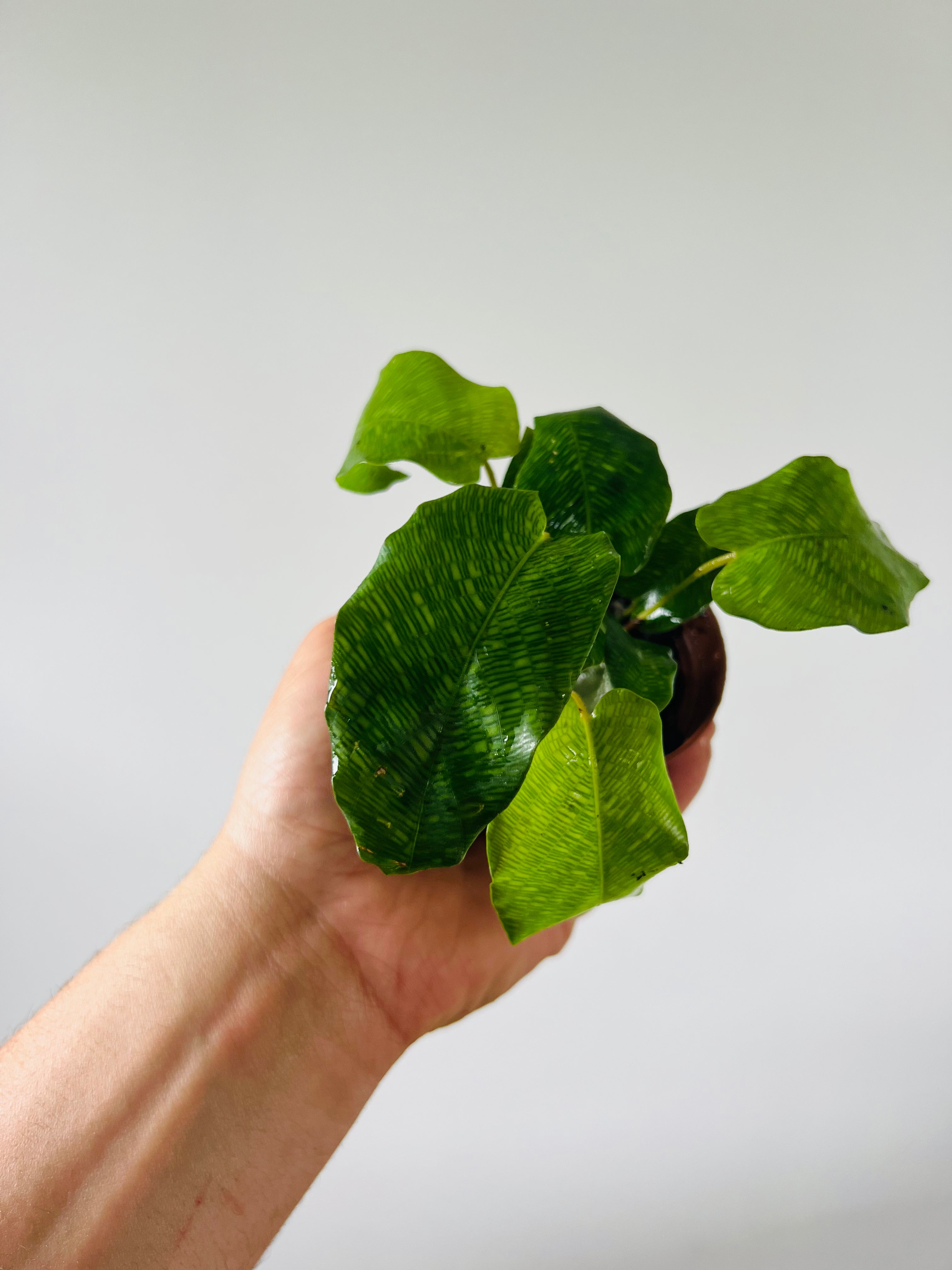 Calathea Network - Musaica Calathea - 3" Pot – Brumley & Bloom