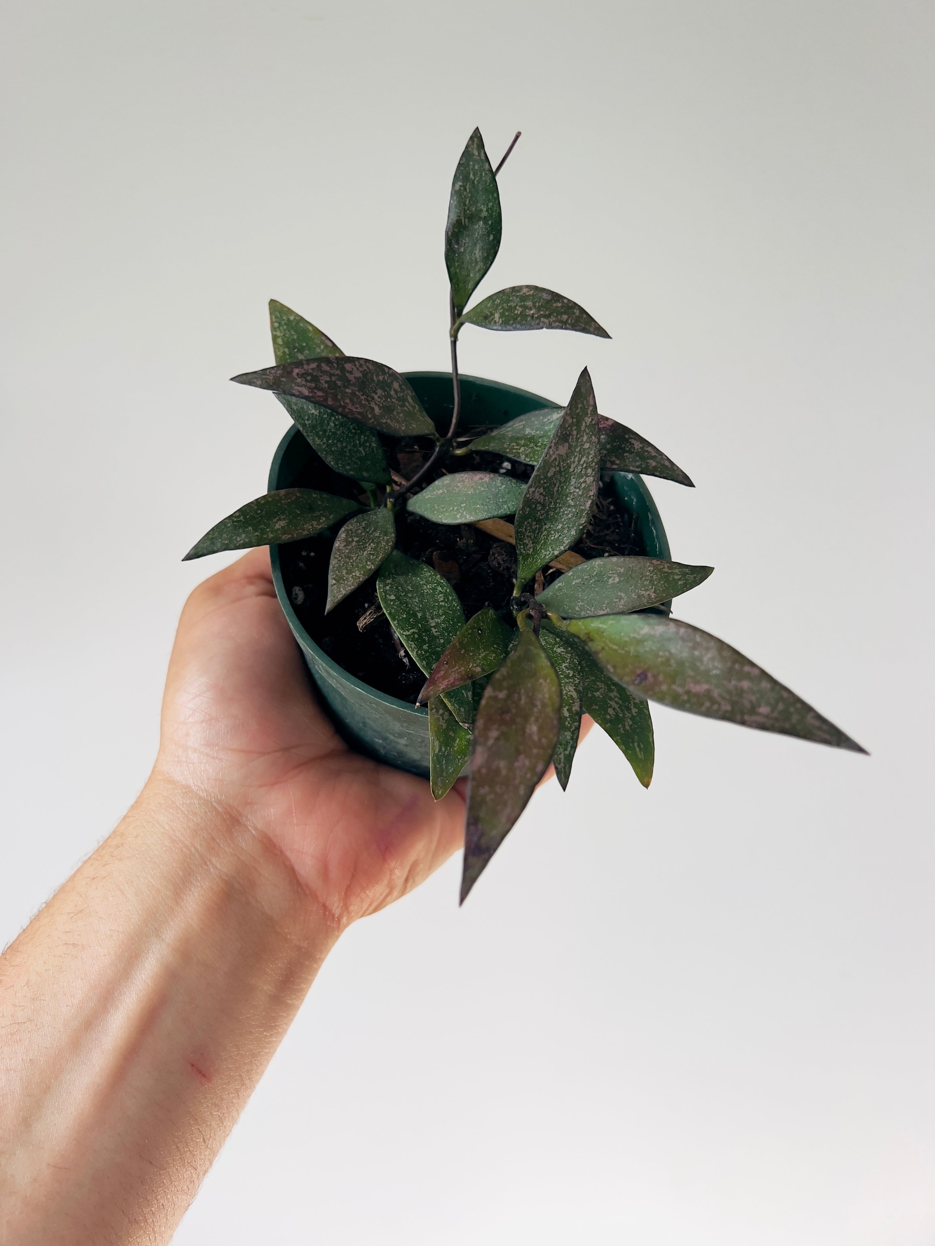 Hoya Parvifolia Splash - Sunstressed Hoya - 4" Pot – Brumley & Bloom