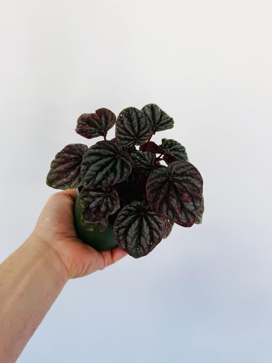 Peperomia Rojo Grande - 4" pot – Brumley & Bloom