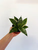 Sansevieria Silver Frost - 4" Pot – Brumley & Bloom